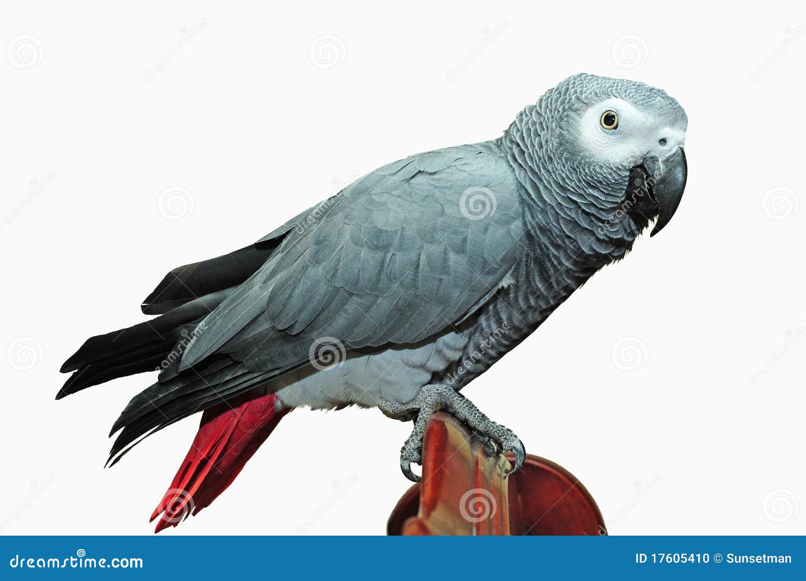 Tamed Parrot stock photo. Image of beak, pose, domestic - 17605410