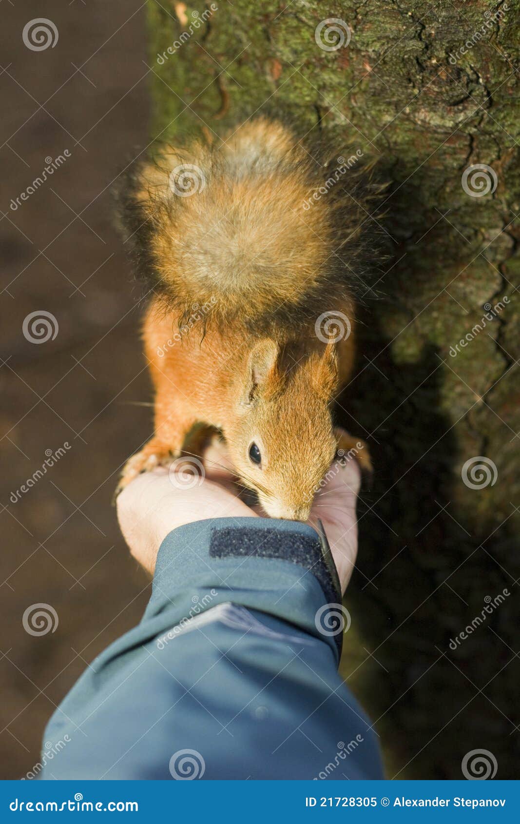 The tamed squirrel. stock image. Image of snack, sits - 21728305