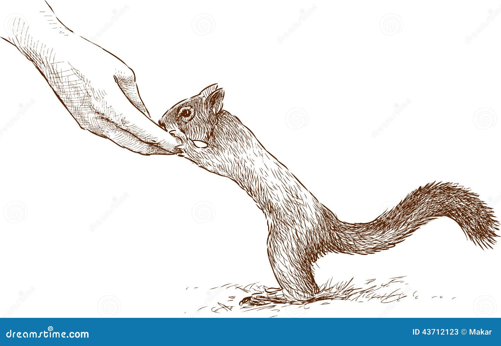 Tamed squirrel stock vector. Illustration of profile - 43712123