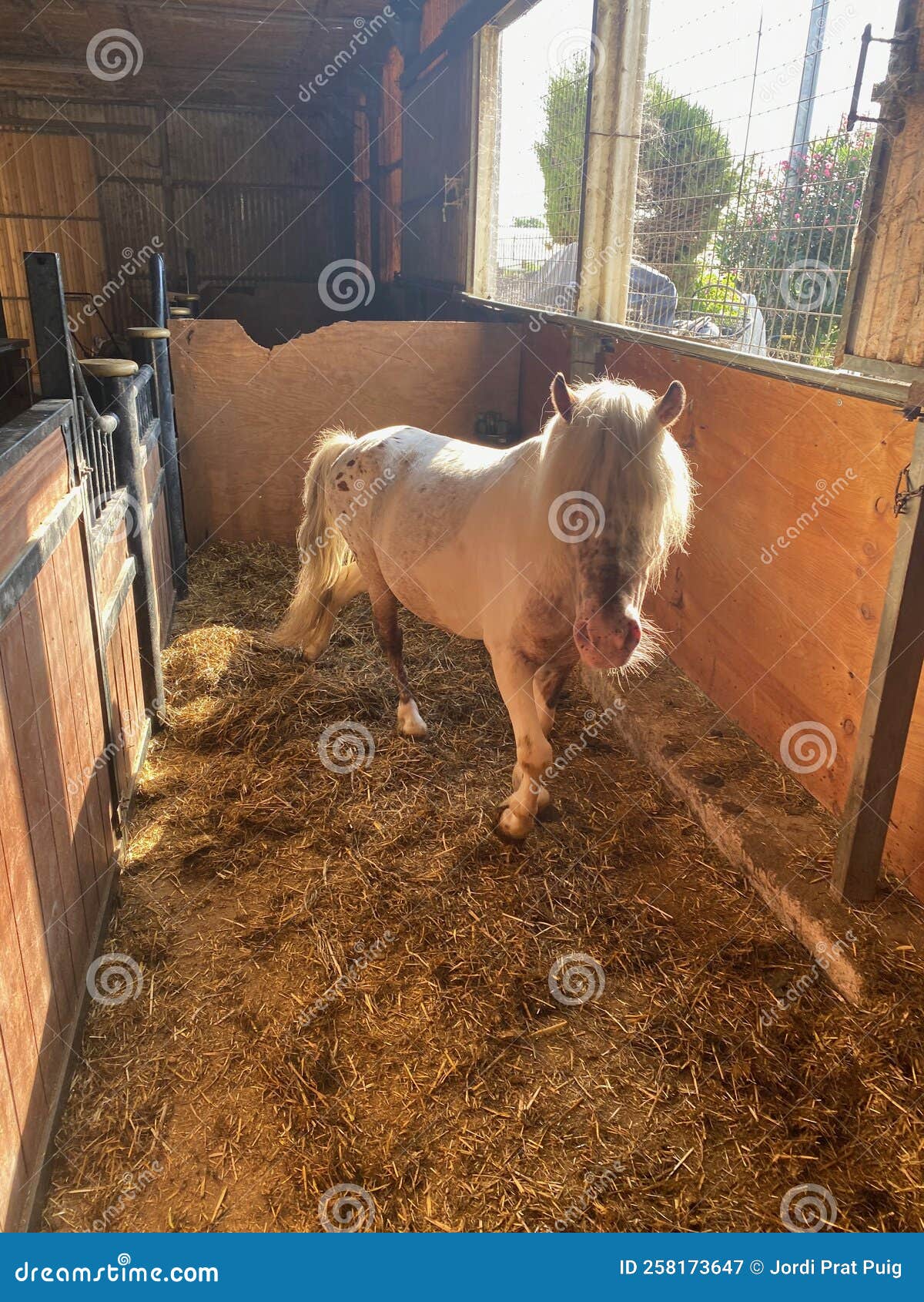 Tamed White Tiny Pony in a Pit Farm Stock Image - Image of tamed, pony ...