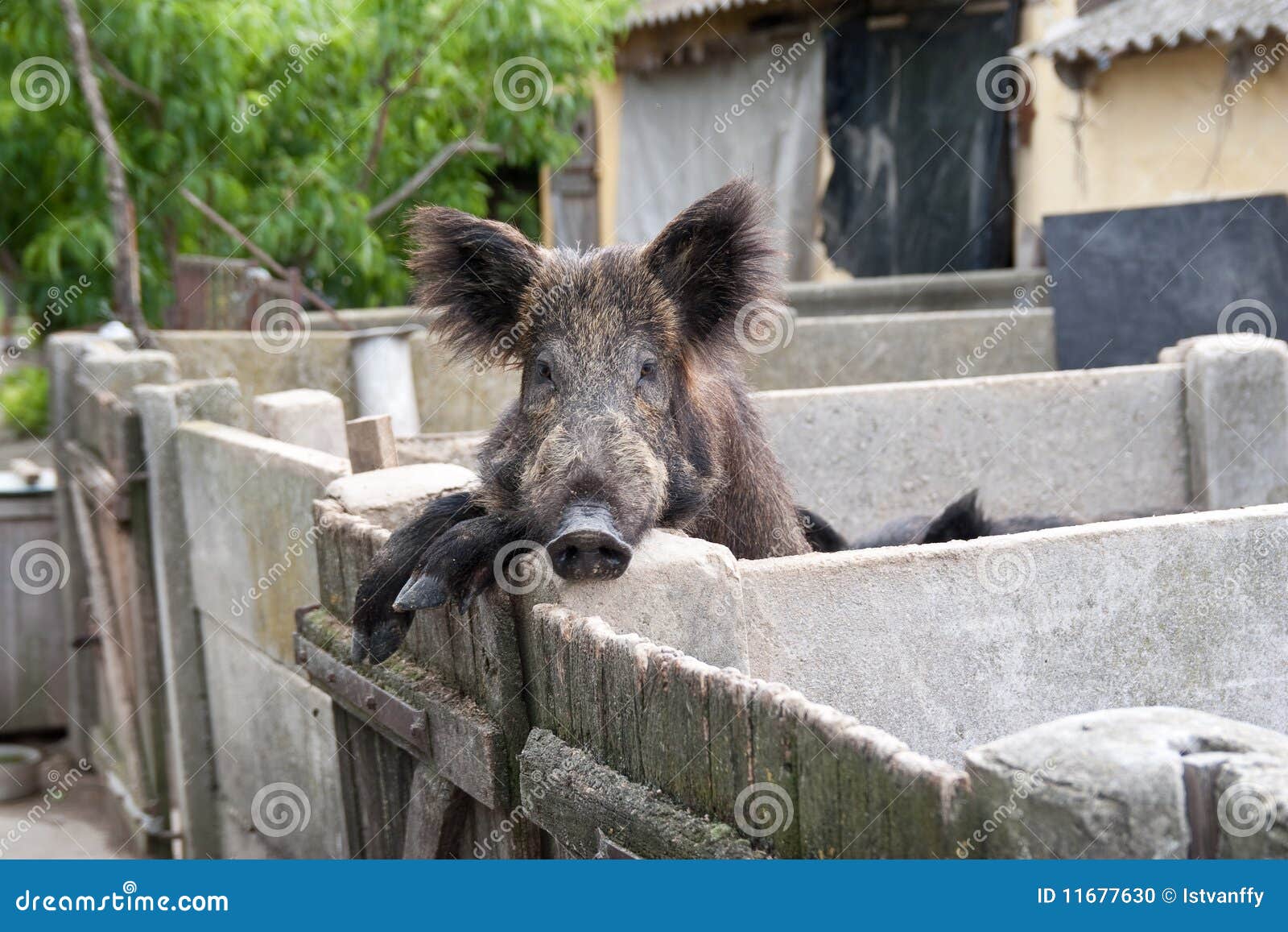 Tamed wild boar stock photo. Image of fold, farm, barn - 11677630