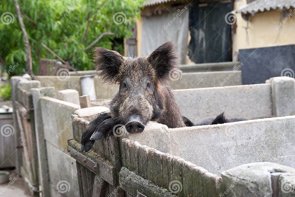 Tamed wild boar stock photo. Image of fold, farm, barn - 11677630