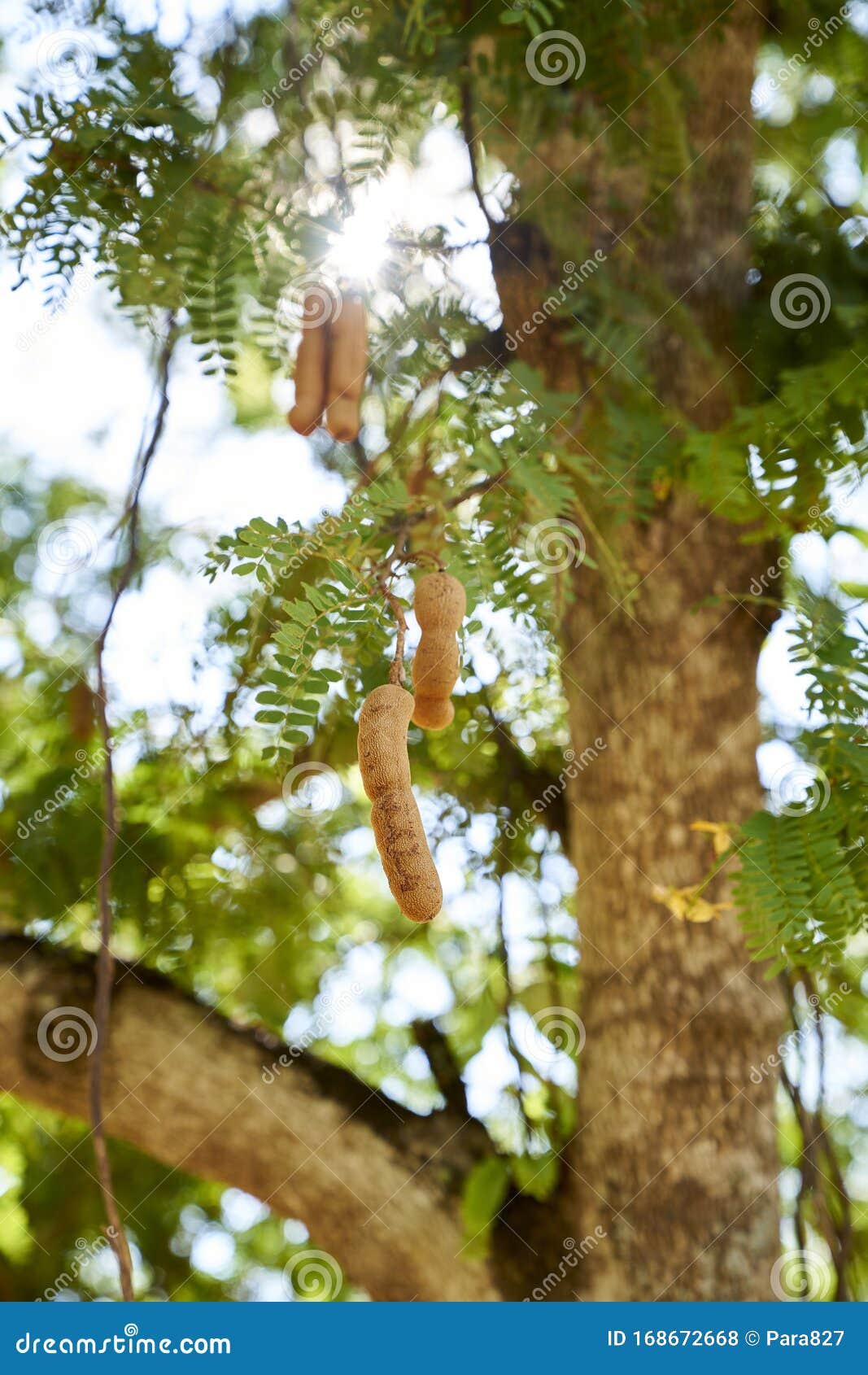 The Tamerind Tree with the Sun Light Stock Photo - Image of healthy ...