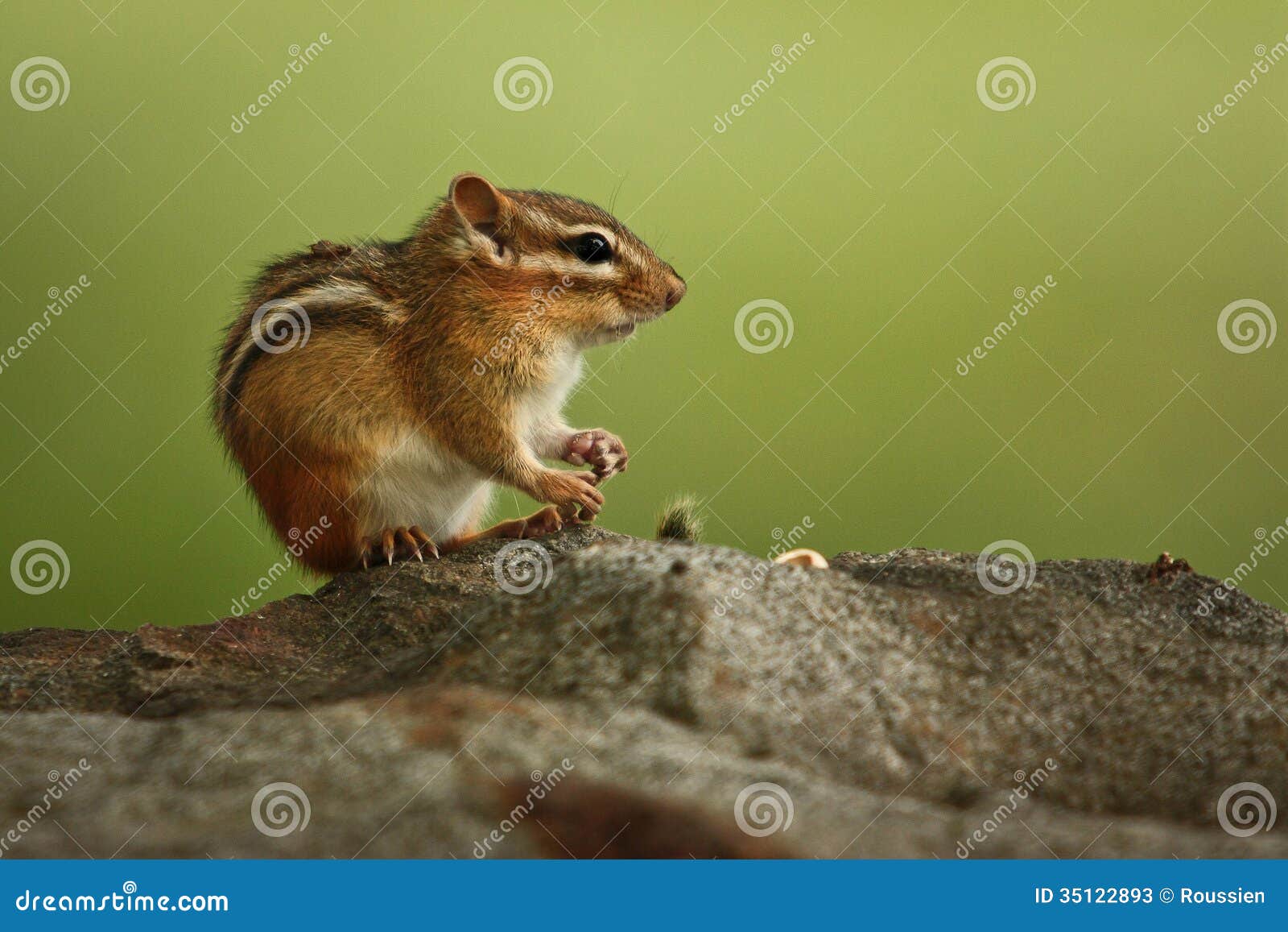 Tamia image stock. Image du pattes, amical, adorable - 35122893