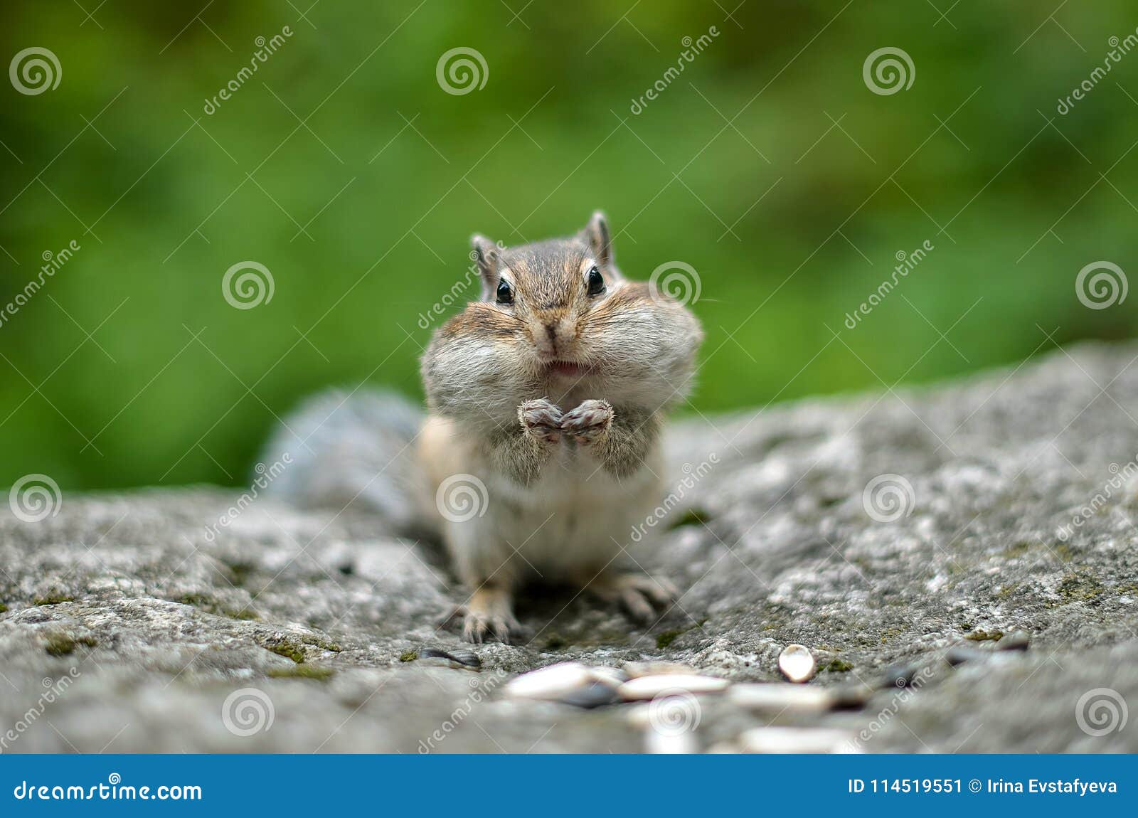 Tamia Con Le Guance Piene Dei Dadi E Dei Semi 4 Immagine Stock ...