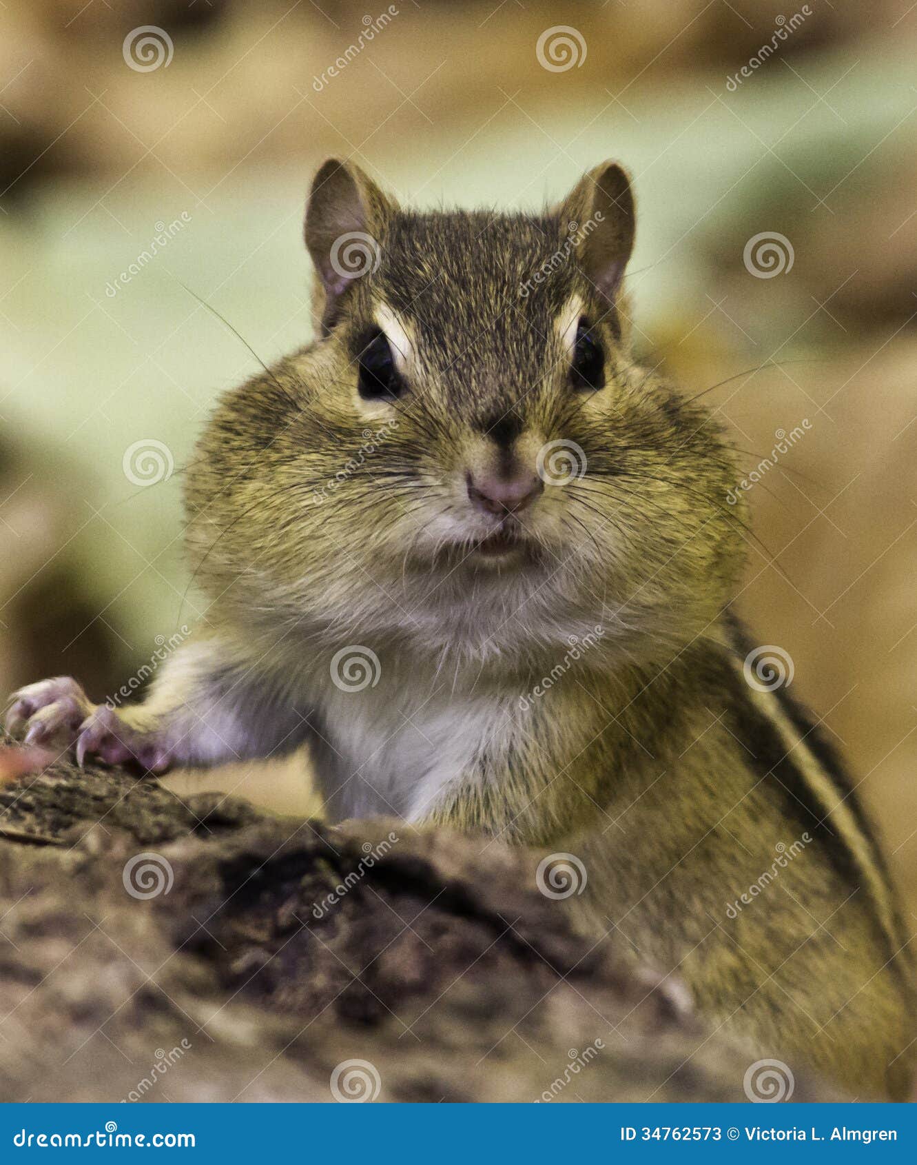 Tamia (striatus Del Tamias) Immagine Stock - Immagine di onnivoro ...