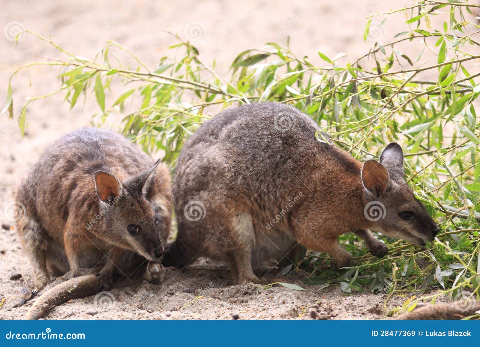 Tammar wallabies stock image. Image of dara, eugenii - 28477369