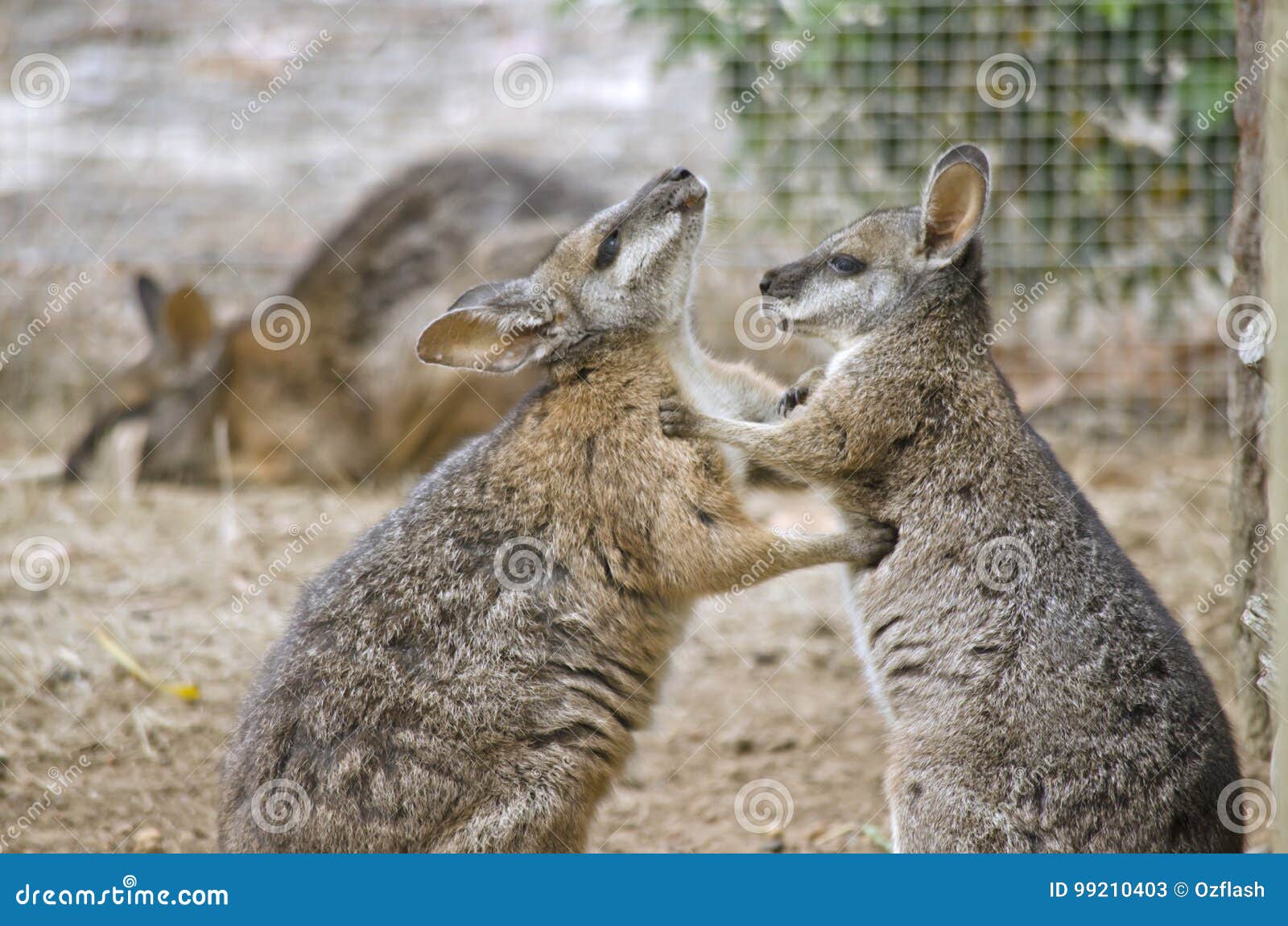 Tammar wallabies stock image. Image of kangaroo, brown - 99210403
