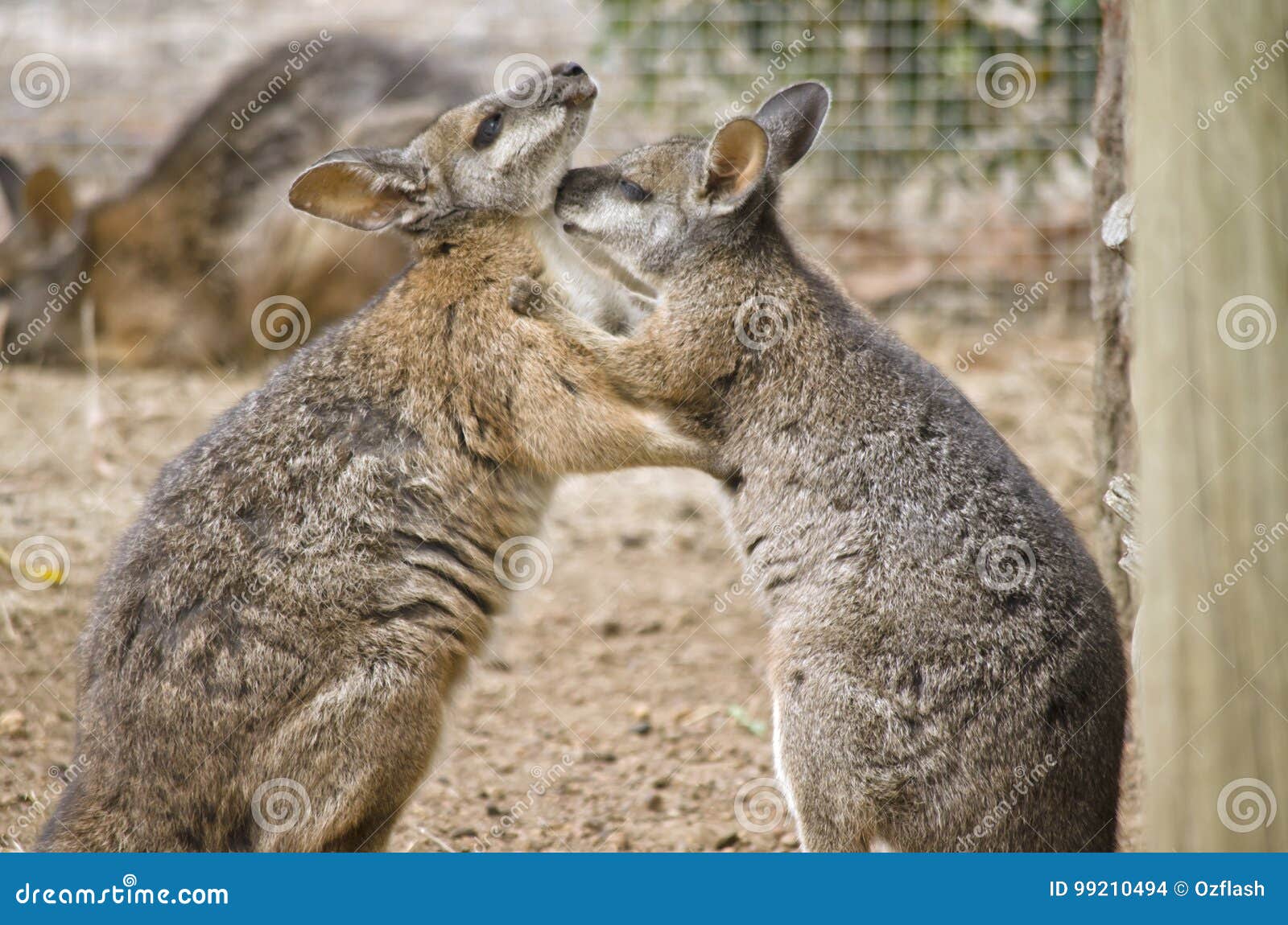 Tammar wallabies stock photo. Image of mating, white - 99210494