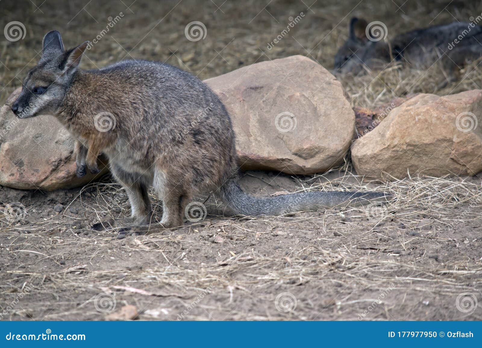 This is a Side View of a Tammar Wallaby Stock Photo - Image of gray ...