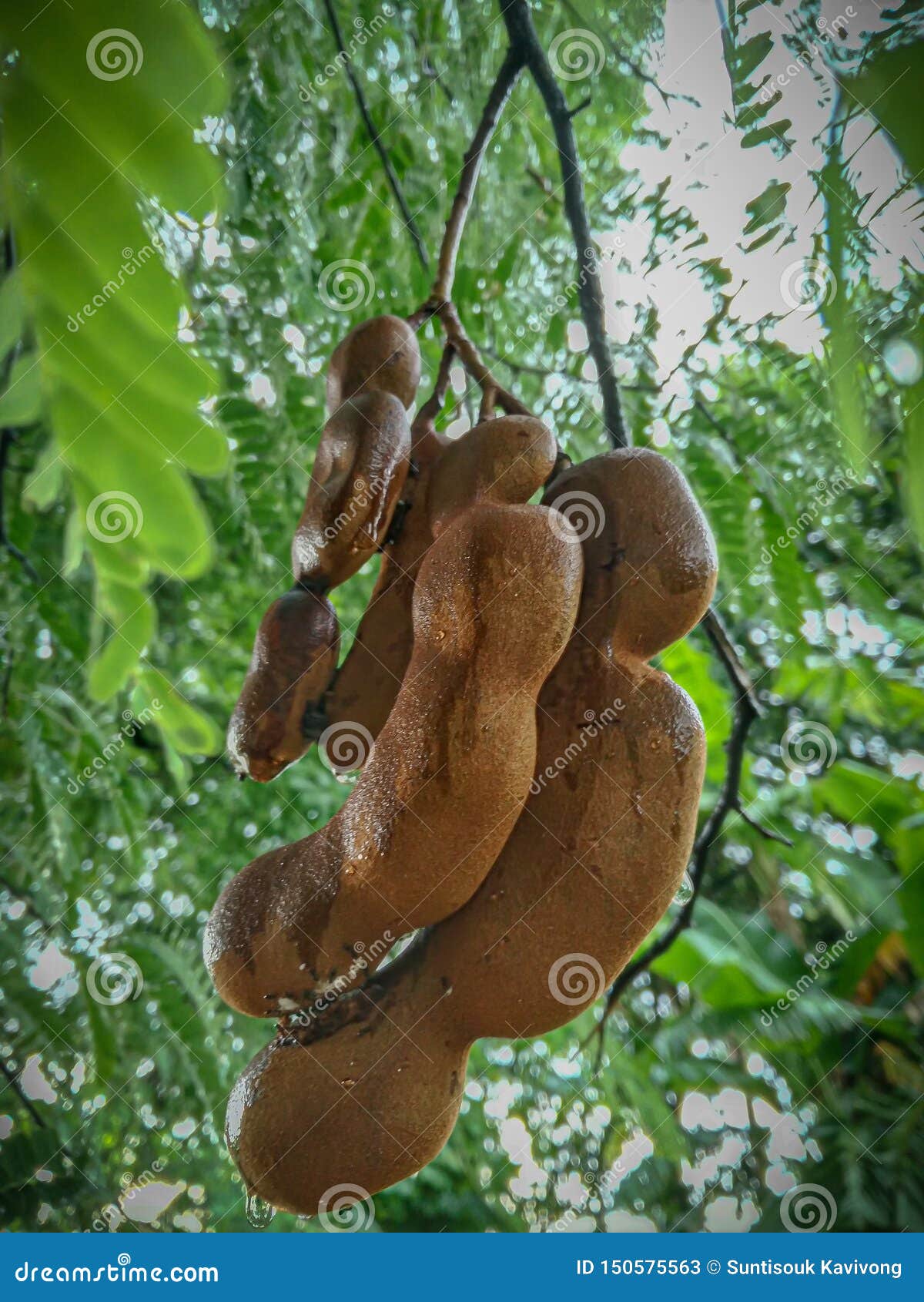 Tammarine stock image. Image of nature, egetable, tammarine - 150575563