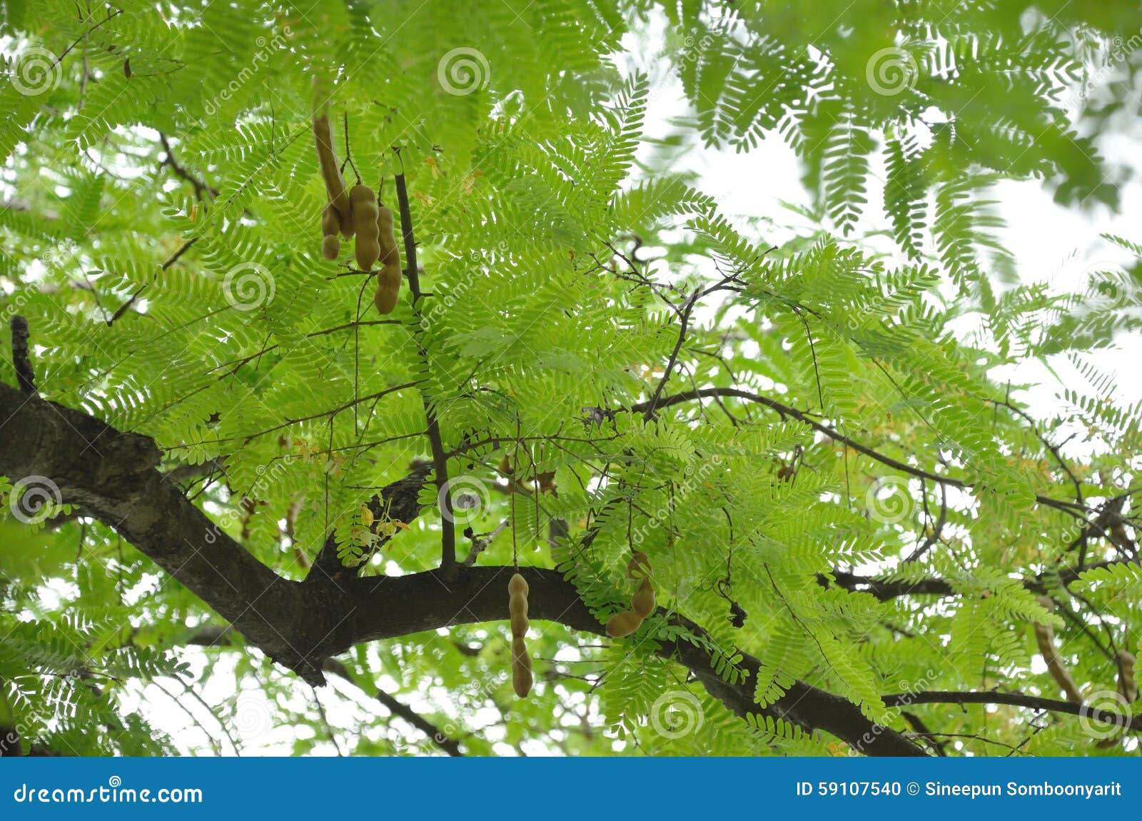 Tammarine Fruit on the Tree with Small Leaves Stock Photo - Image of ...