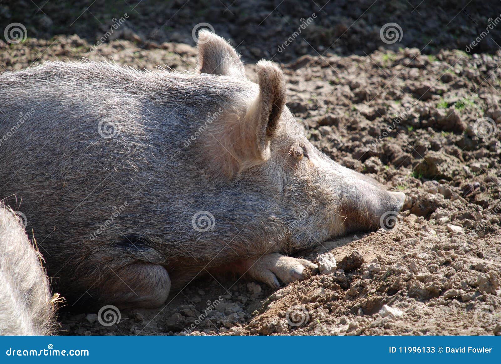 Tamworth pig stock image. Image of breed, laying, farm - 11996133