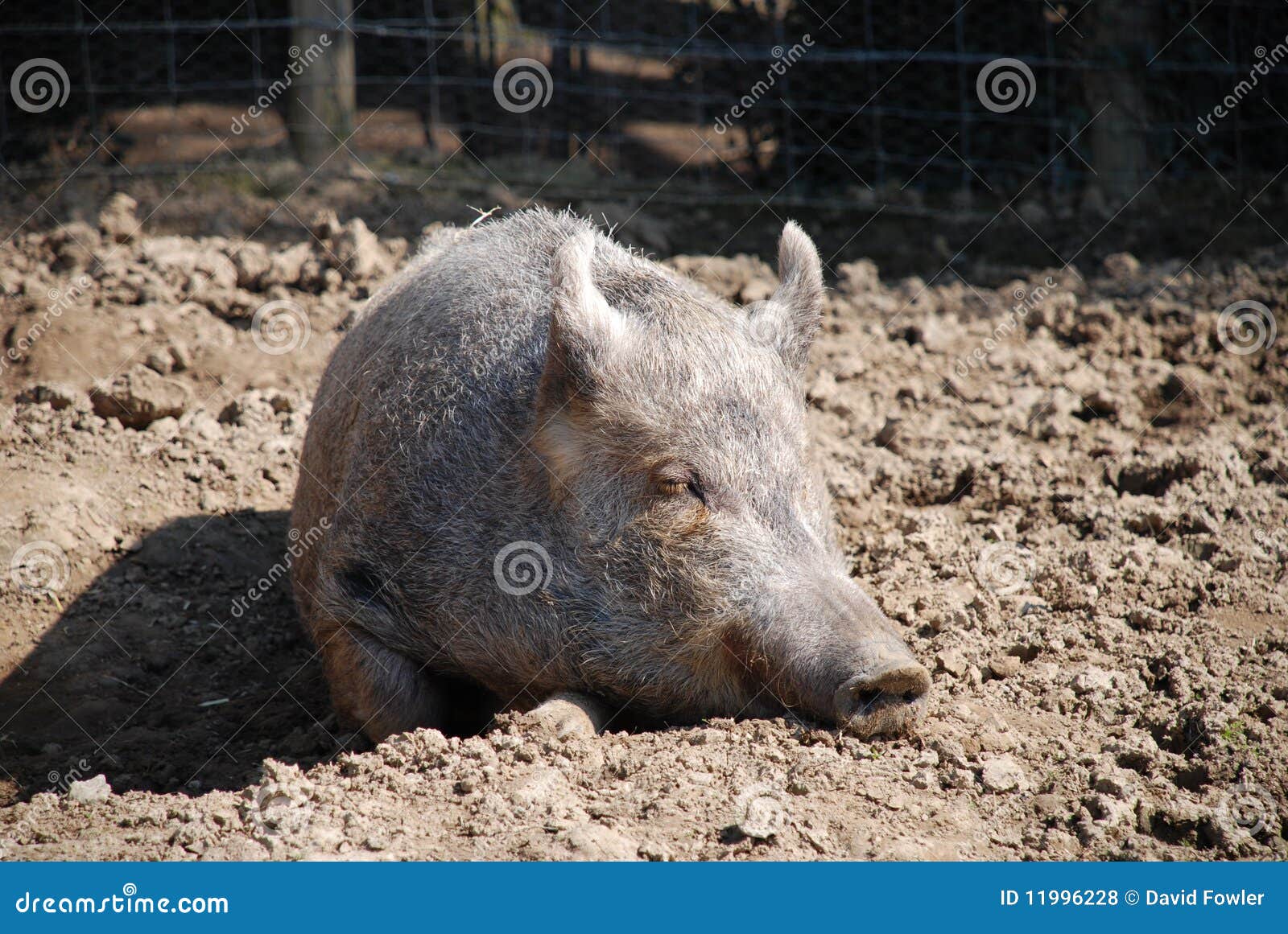 Tamworth pig stock photo. Image of agriculture, farm - 11996228