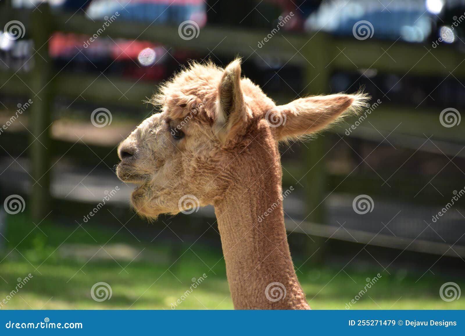 Tan Alpaca Chewing with His Mouth Open Stock Image - Image of country ...