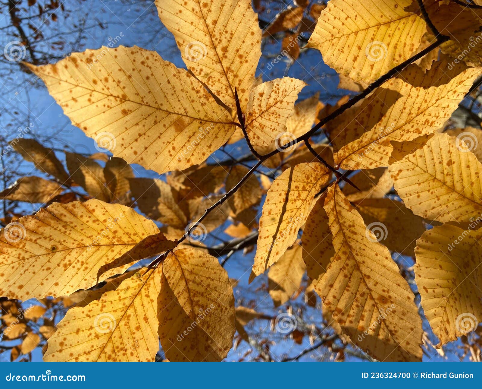 Tan Backlit Leaves in December Stock Photo - Image of blue, nature ...