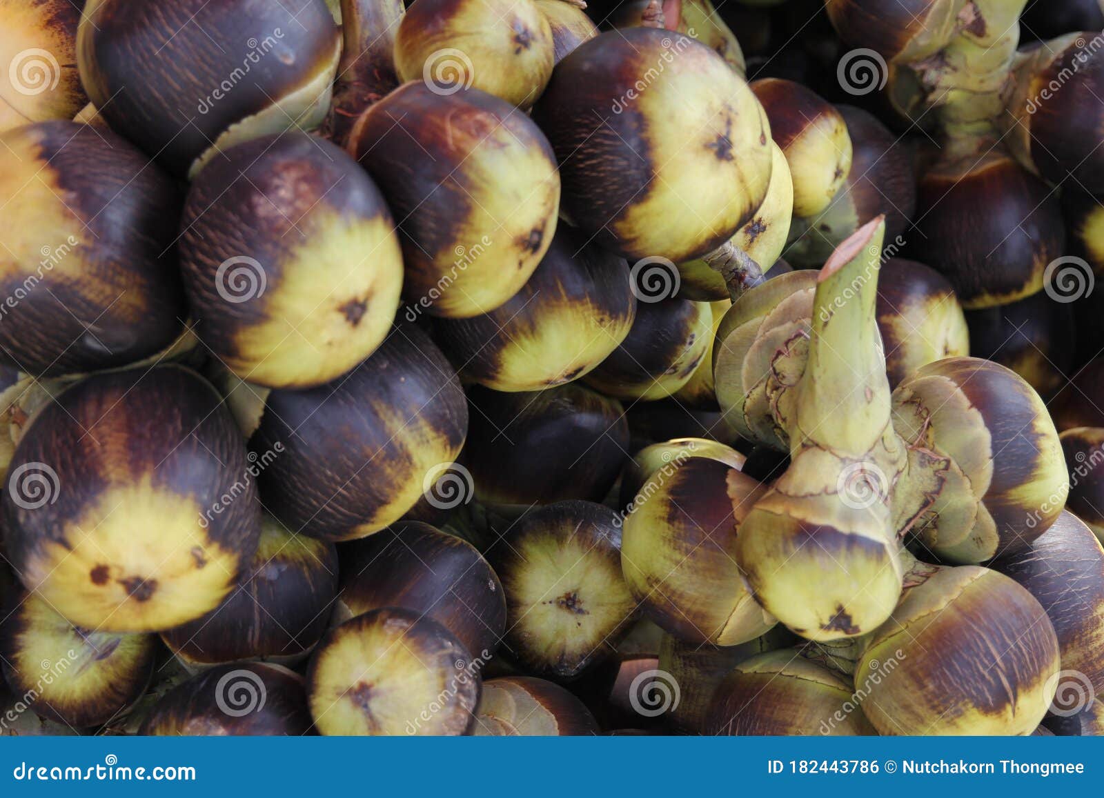 Tan Balls that Has Just Been Cut Down from the Tree Stock Photo - Image ...
