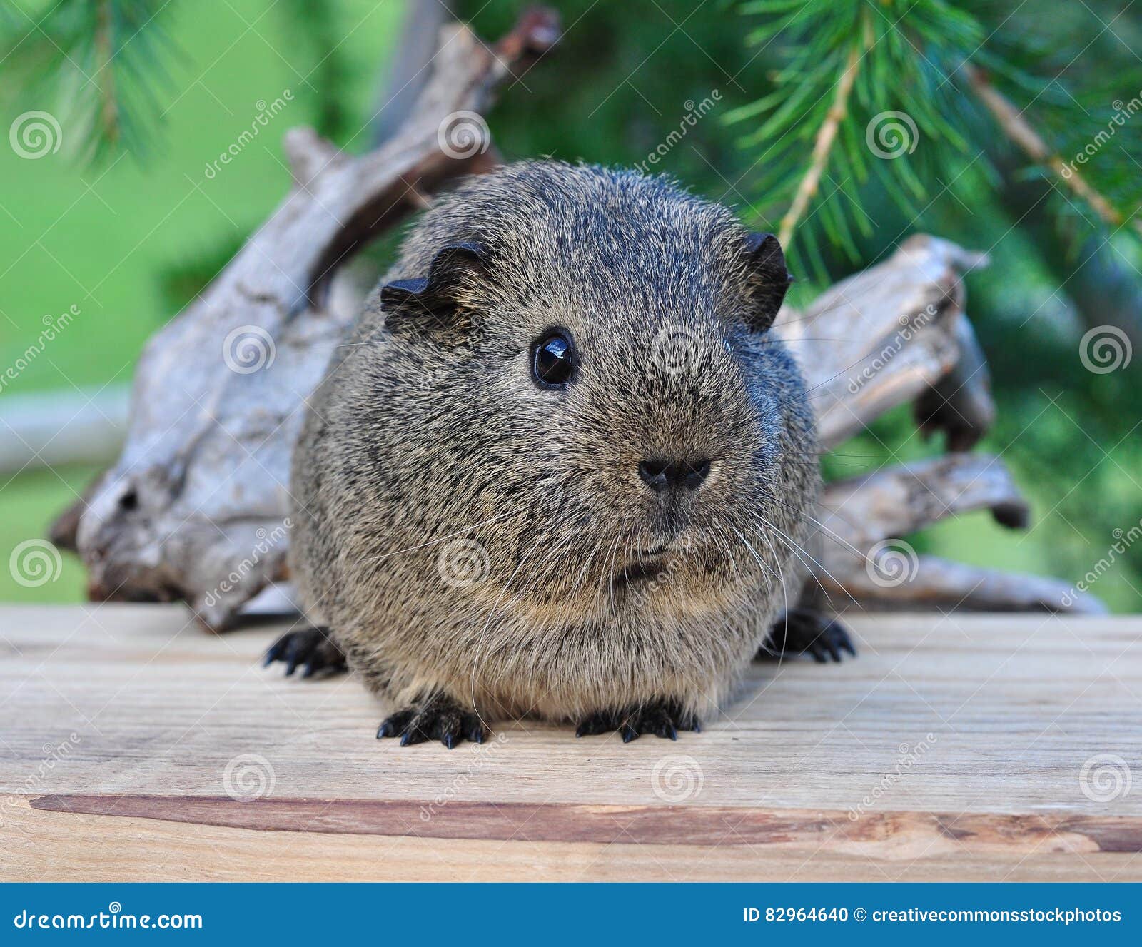 Tan And Black Short Fur Animal Picture. Image: 82964640