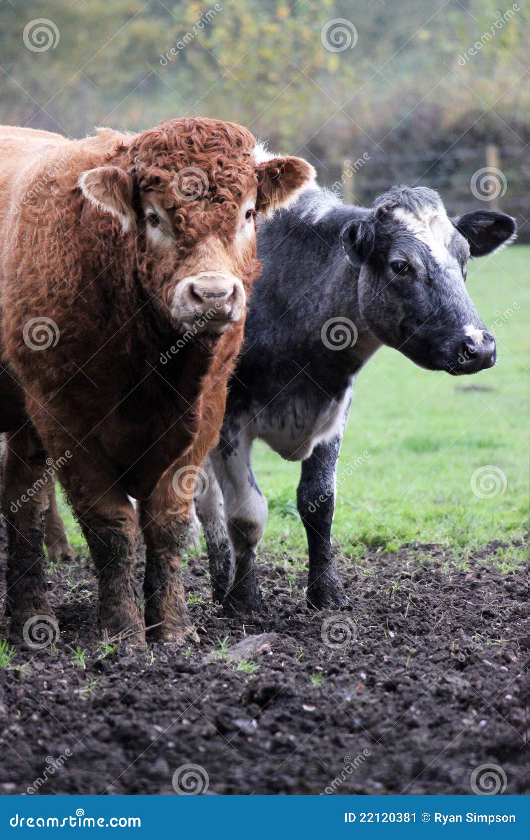 Tan Bull & Cow in a Muddy & Grassy Field Stock Image - Image of head ...
