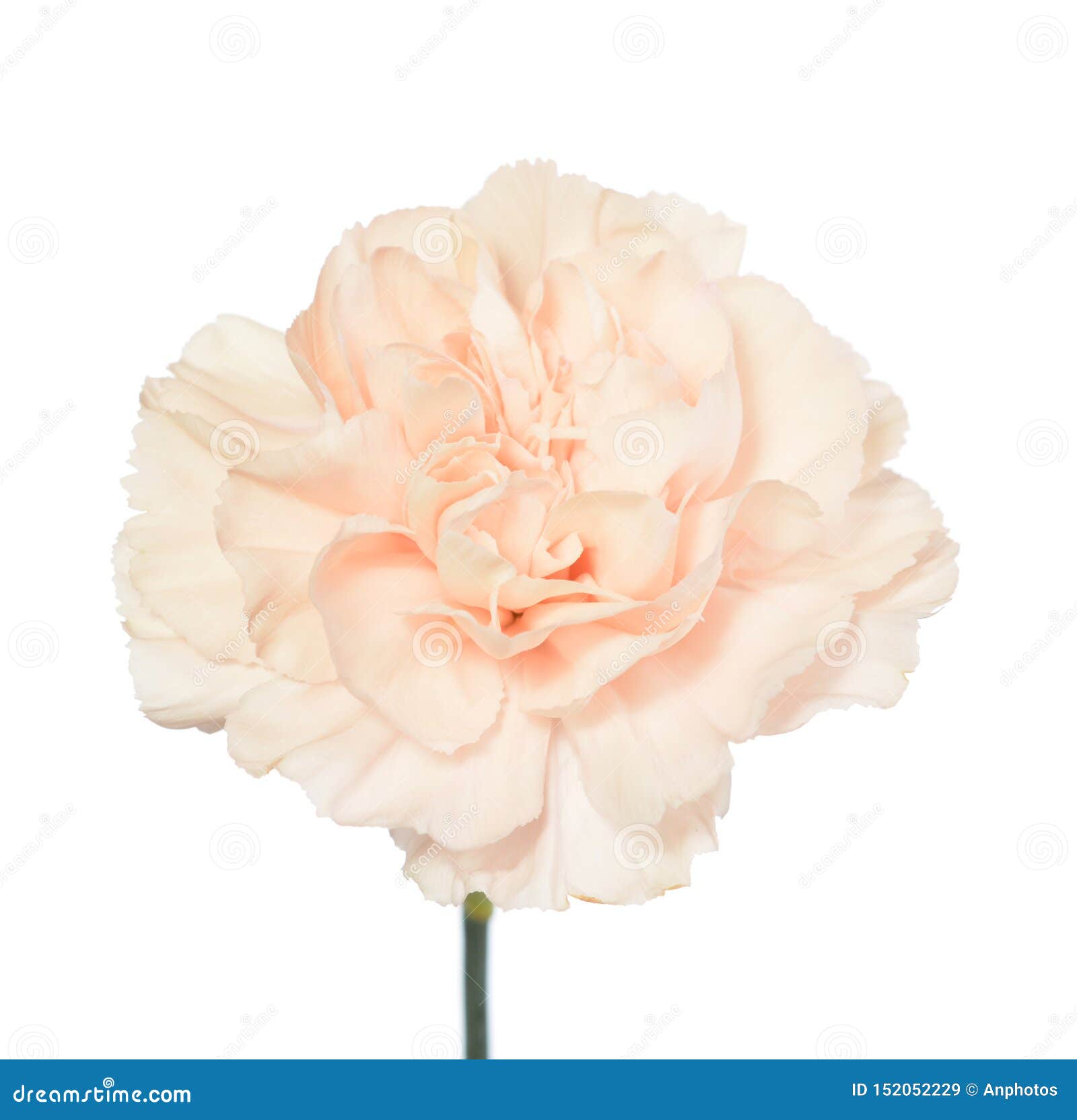 Tan carnation flower stock image. Image of pink, colorful - 152052229