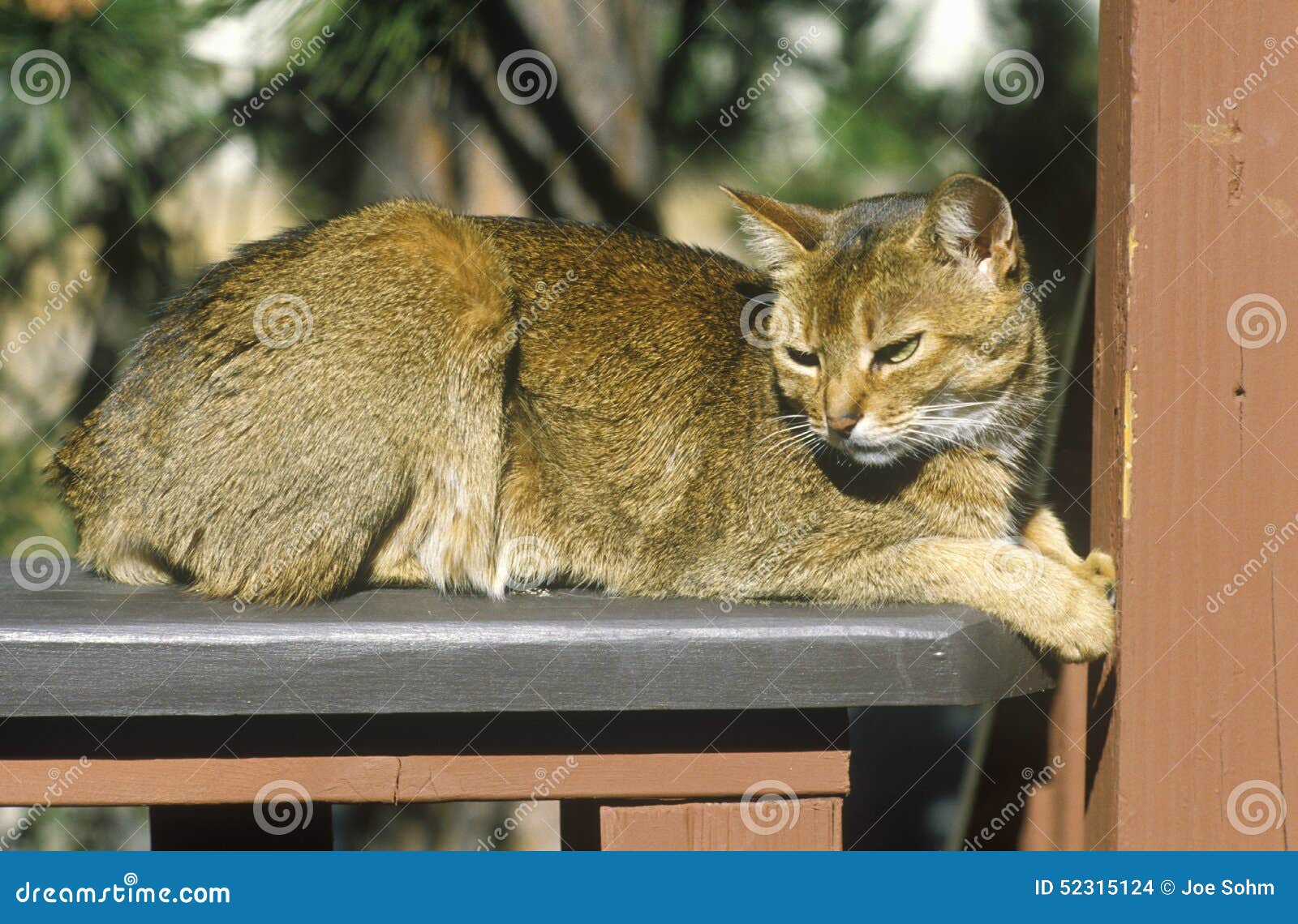 Tan cat on porch stock photo. Image of feline, domestic - 52315124