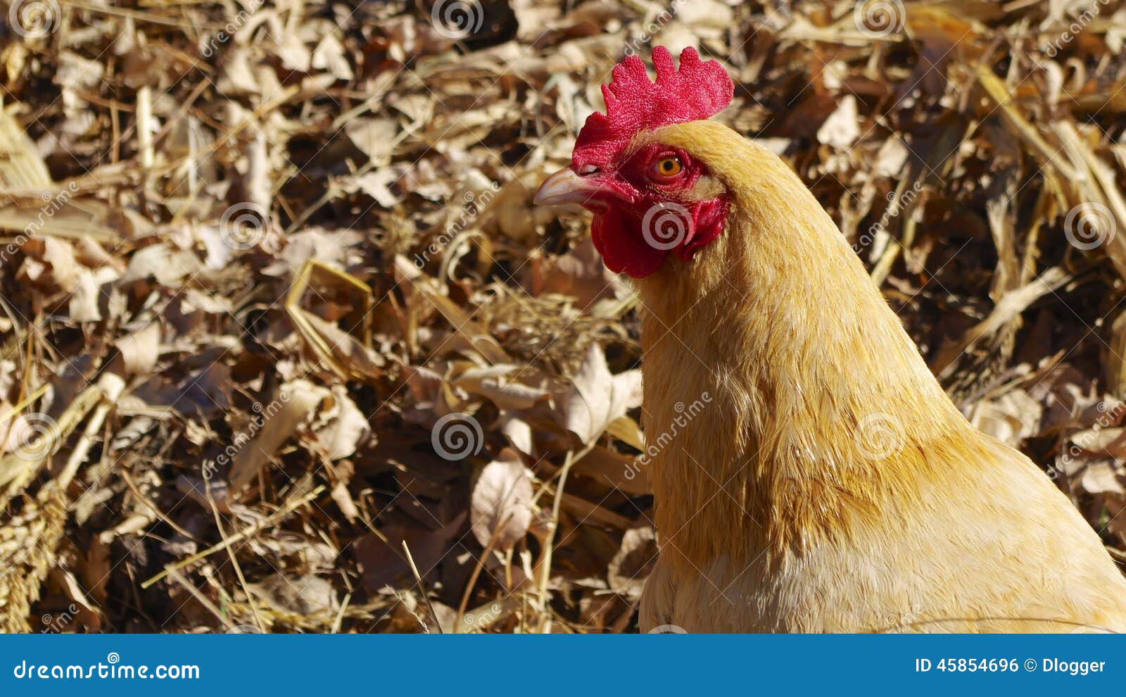 Tan chicken or hen. stock photo. Image of chicken, closeup - 45854696