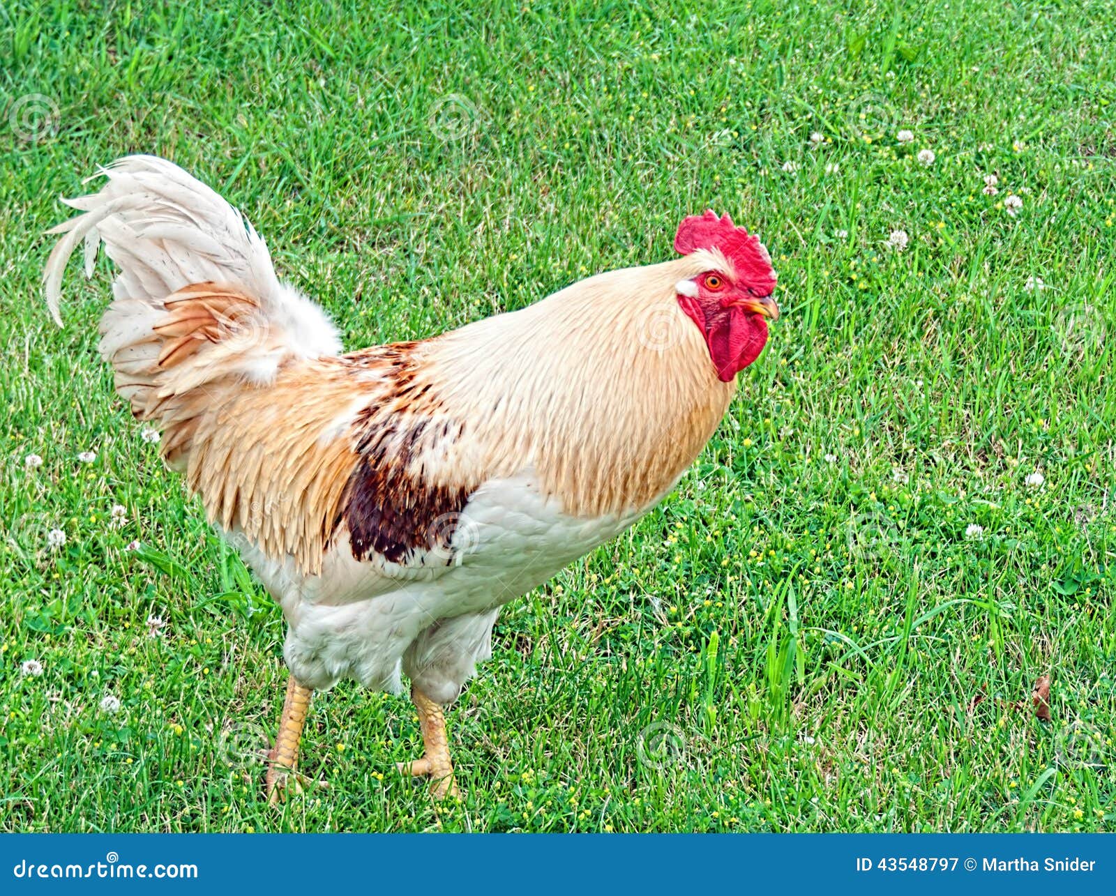 Tan Chicken stock image. Image of poultry, buff, chicken - 43548797