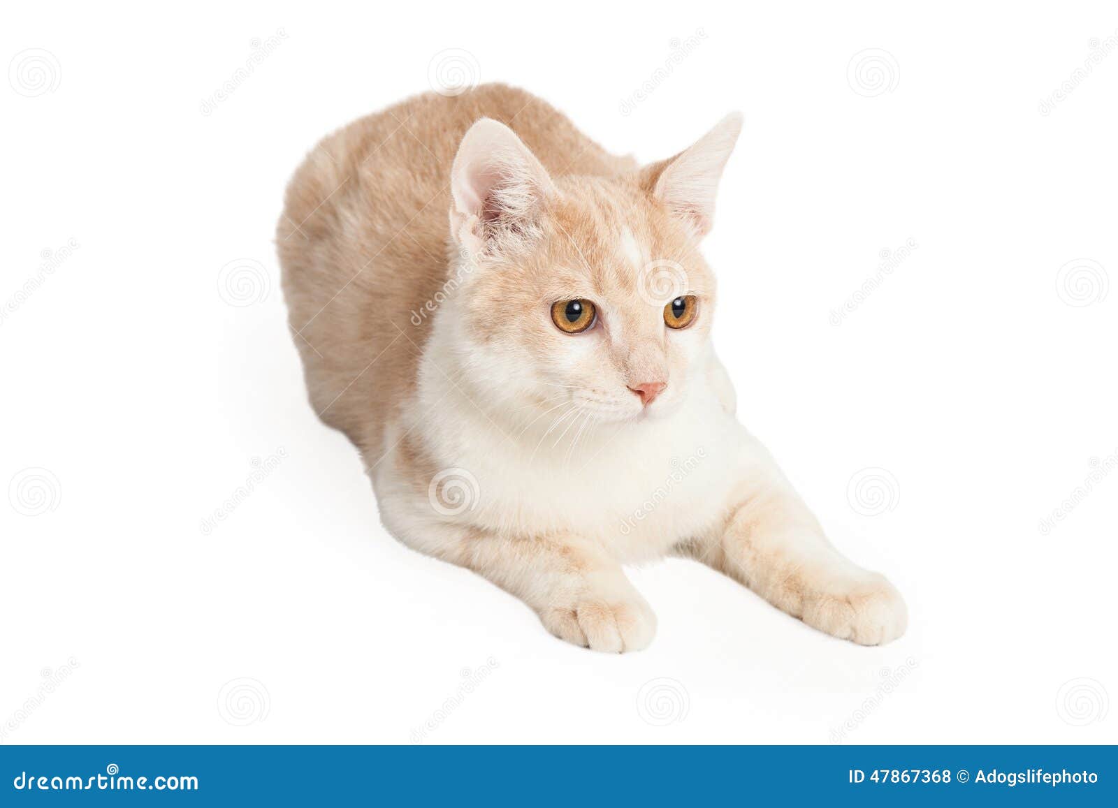 Tan Color Cat Laying photo stock. Image du longueur, mélangé - 47867368