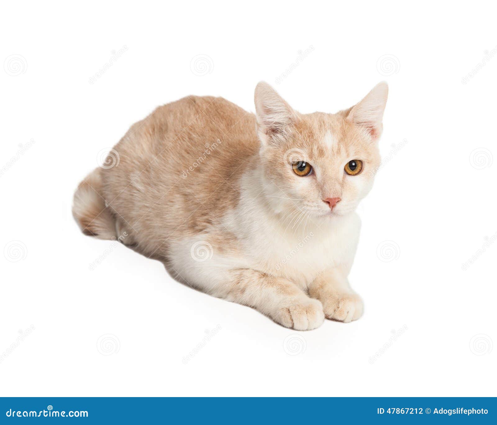 Tan Color Cat Laying Down arkivfoto. Bild av full, litet - 47867212