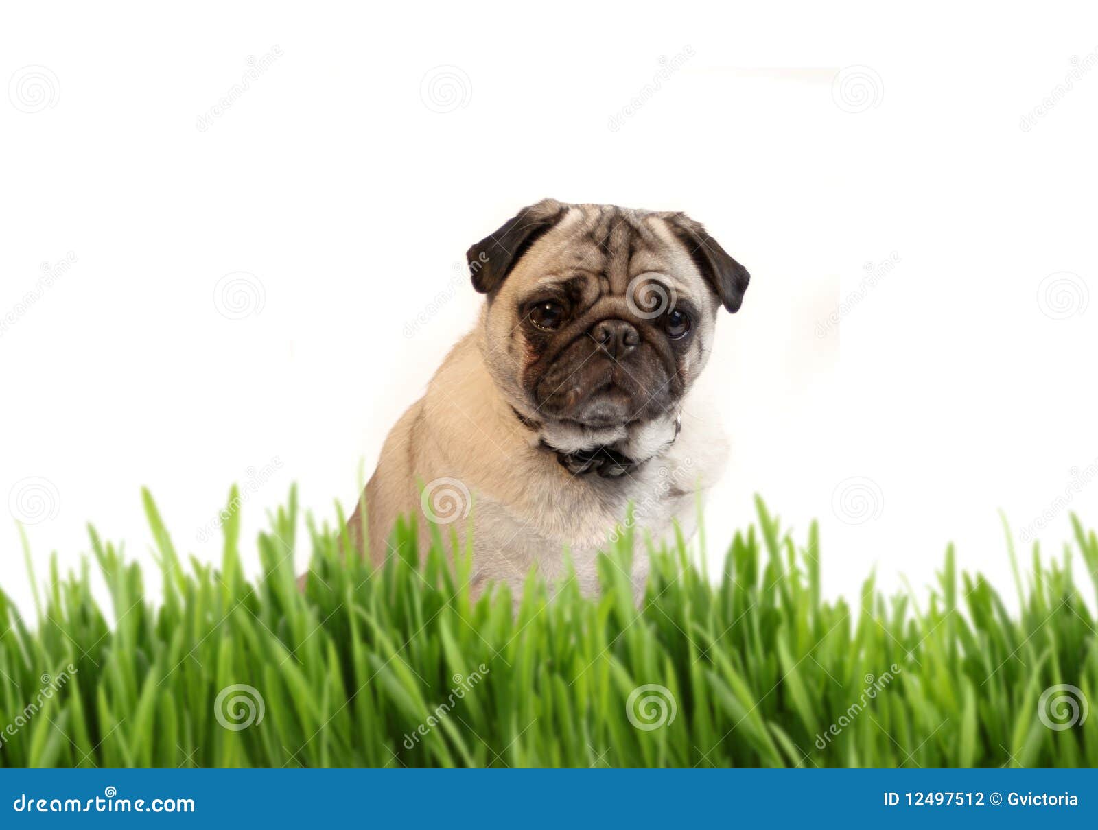 Tan Colored Pug Behind Grass Stock Photo - Image of sitting, ears: 12497512