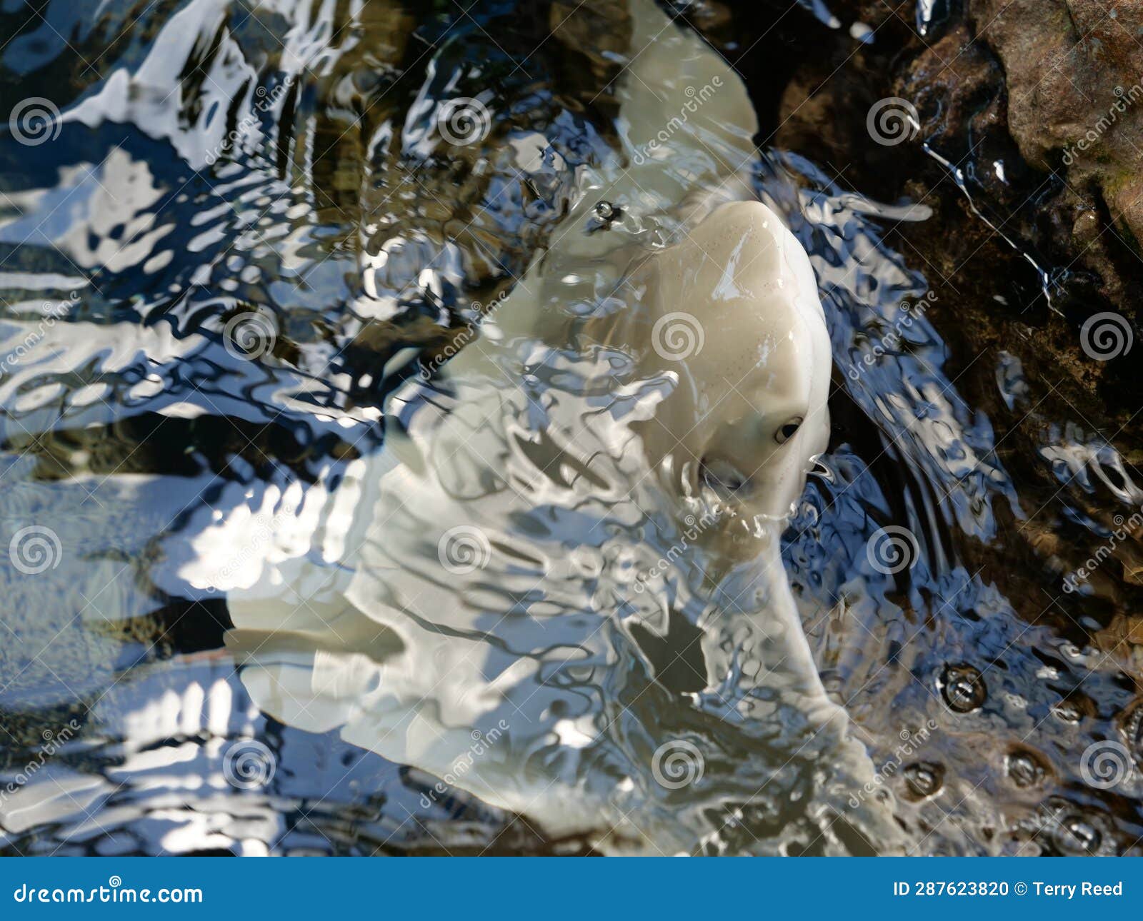 A Tan Colored Ray Popping Up Out of the Water Stock Photo - Image of ...