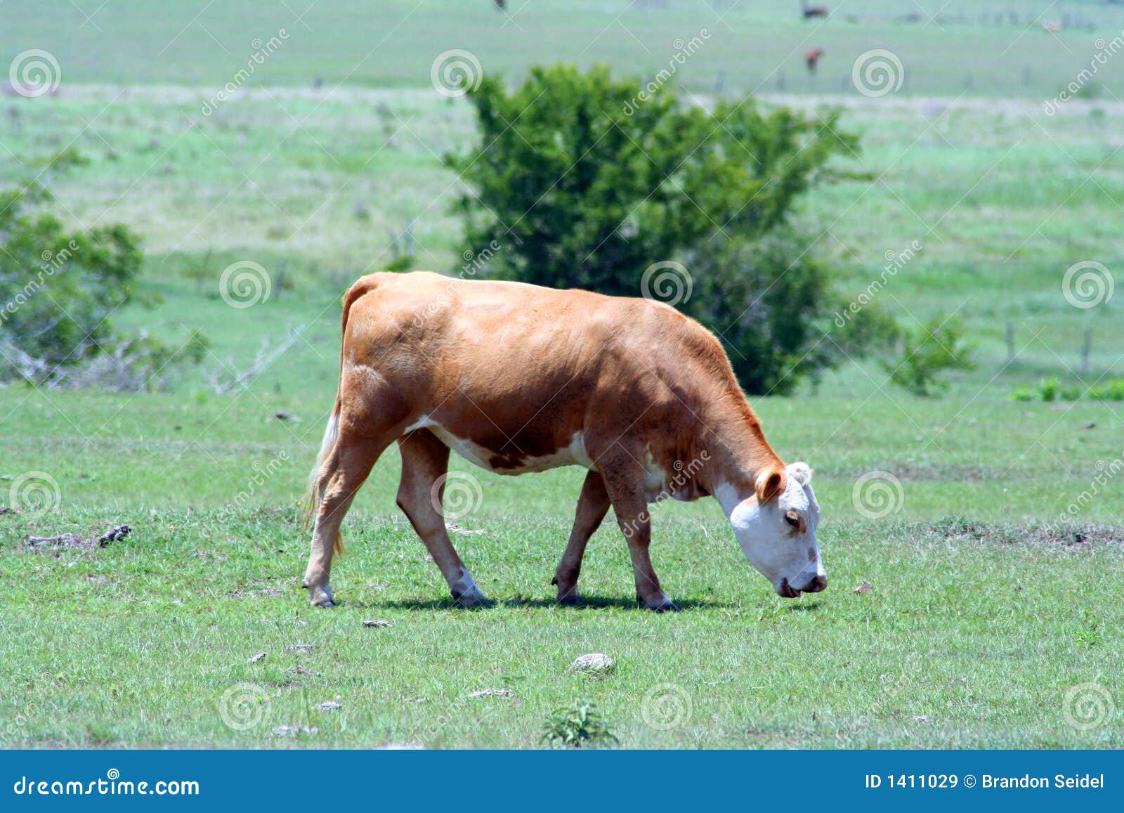 A Tan Cow Grazing stock image. Image of farmland, graze - 1411029
