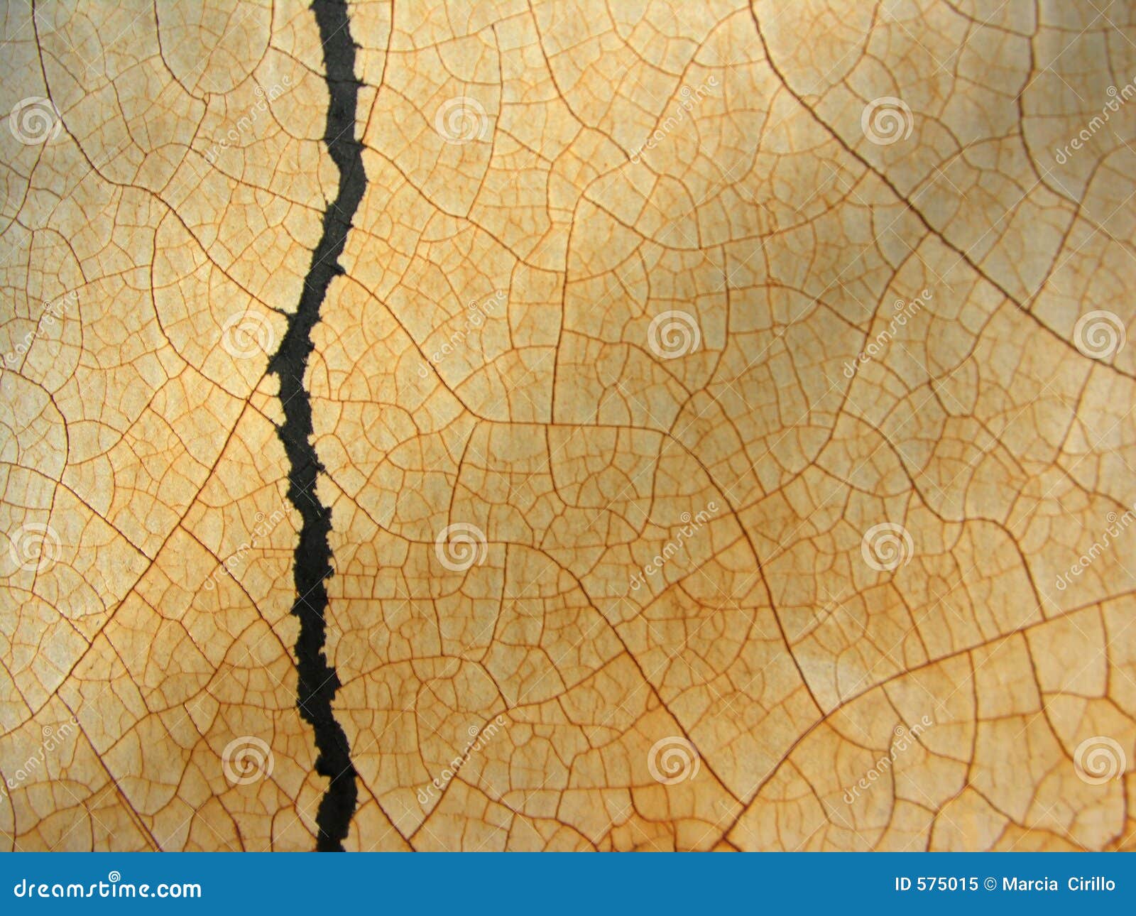 Tan crackle stock image. Image of cleft, corrode, fissures - 575015