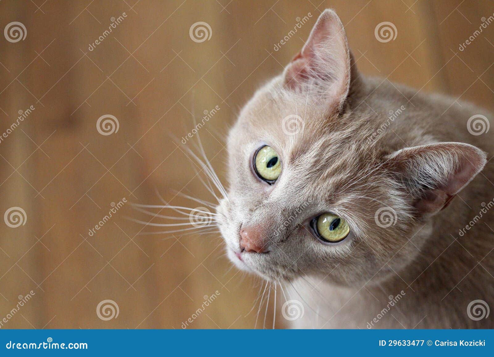 Tan Domestic Cat stock image. Image of furry, feline - 29633477