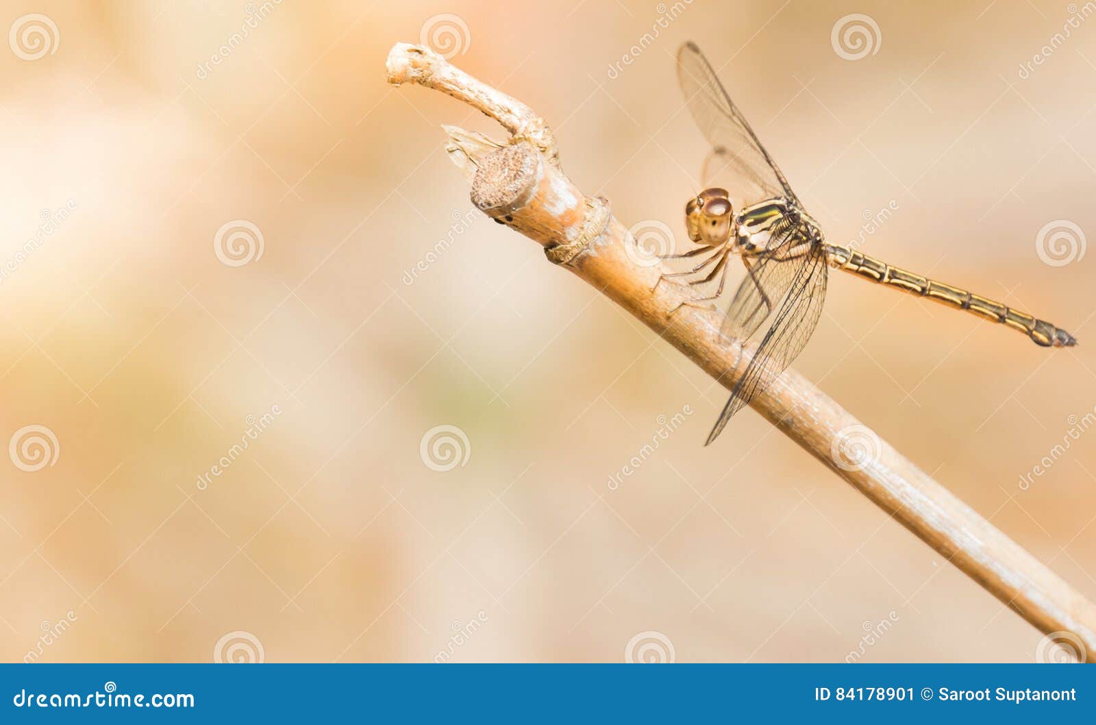 Tan Dragonfly smooth stock image. Image of colorful, animal - 84178901