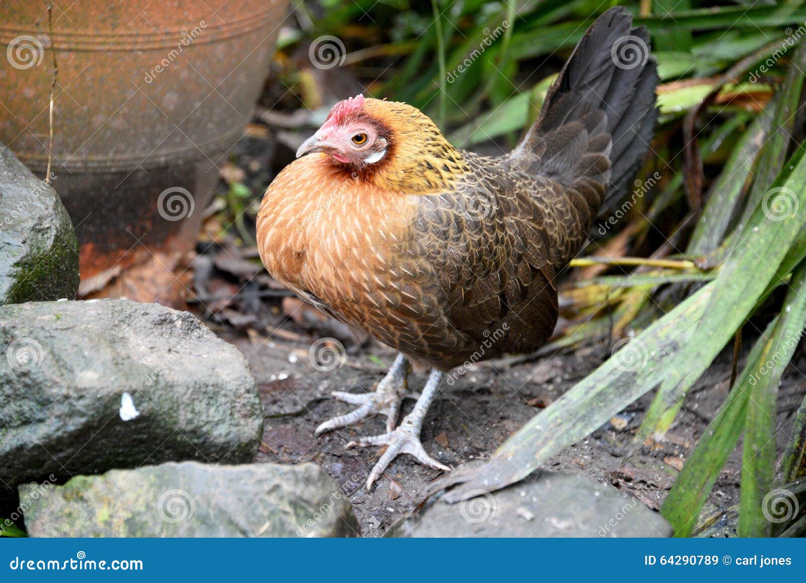 Tan E Pollo Nero Del Bantam Immagine Stock - Immagine di autunno ...