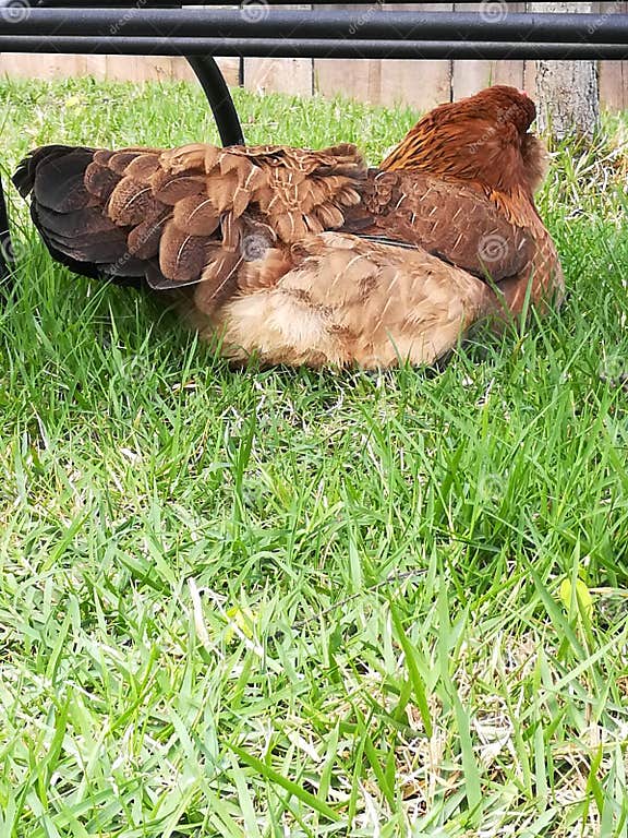Tan Easter Egger Hen Sitting Stock Photo - Image of prairie, egger ...