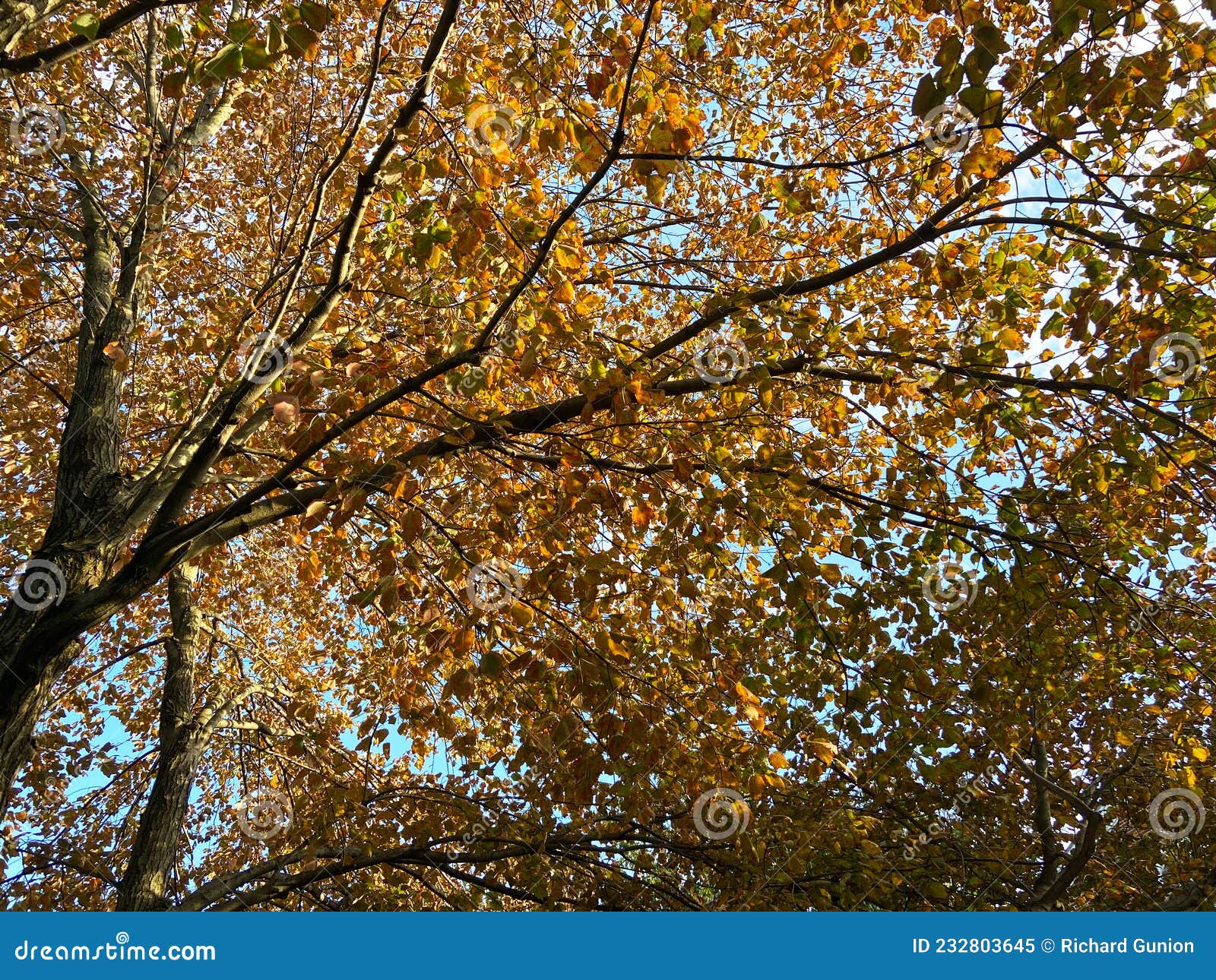 Tan Fall Foliage Leaves in October in Autumn Stock Image - Image of ...