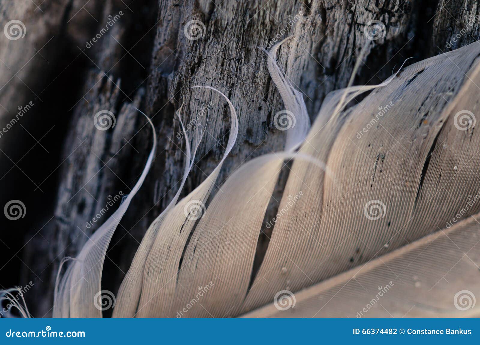 143 Tan Feather Beach Stock Photos - Free & Royalty-Free Stock Photos ...