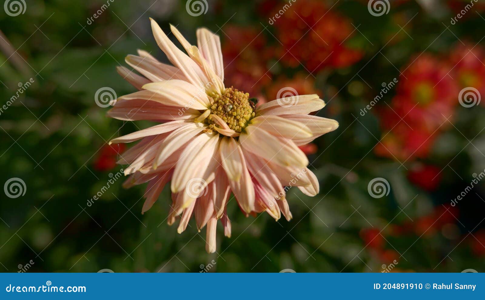Tan flower stock photo. Image of orange, blur, green - 204891910