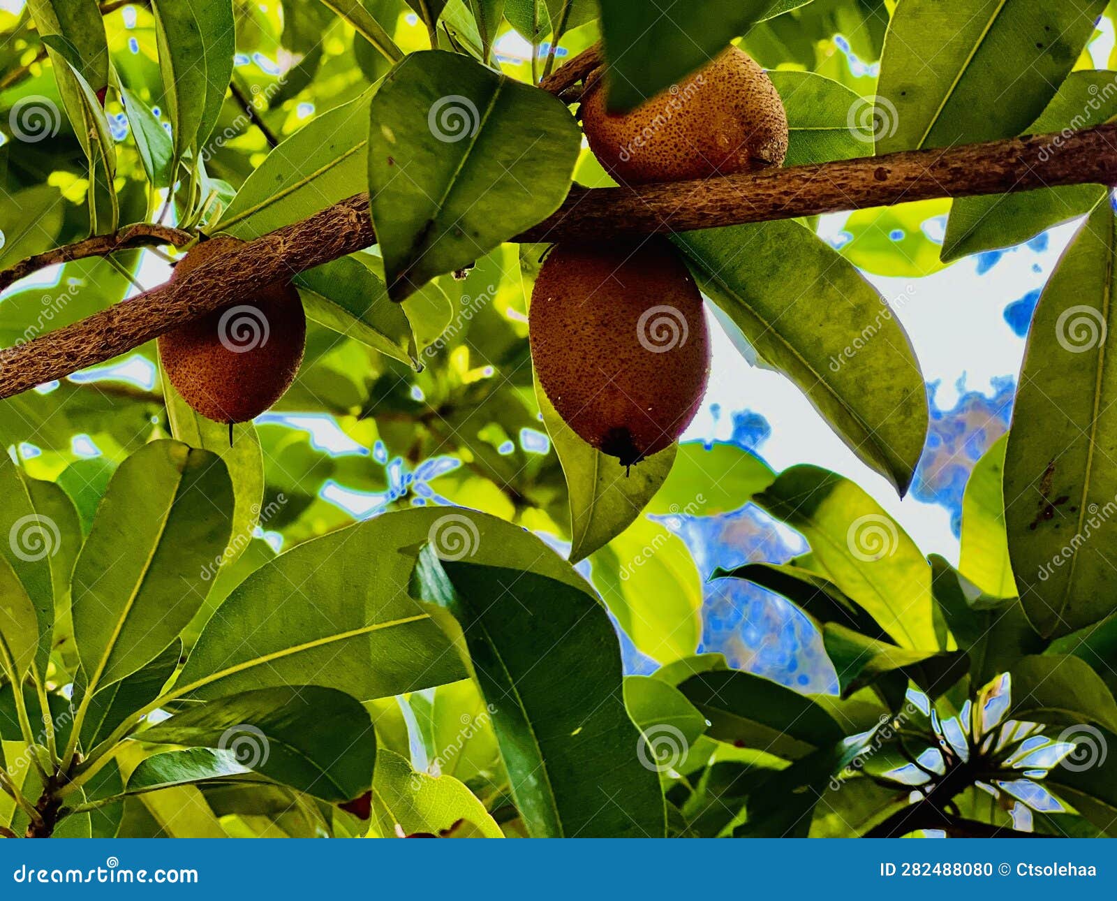 Tan fruit stock photo. Image of small, still, fruit - 282488080