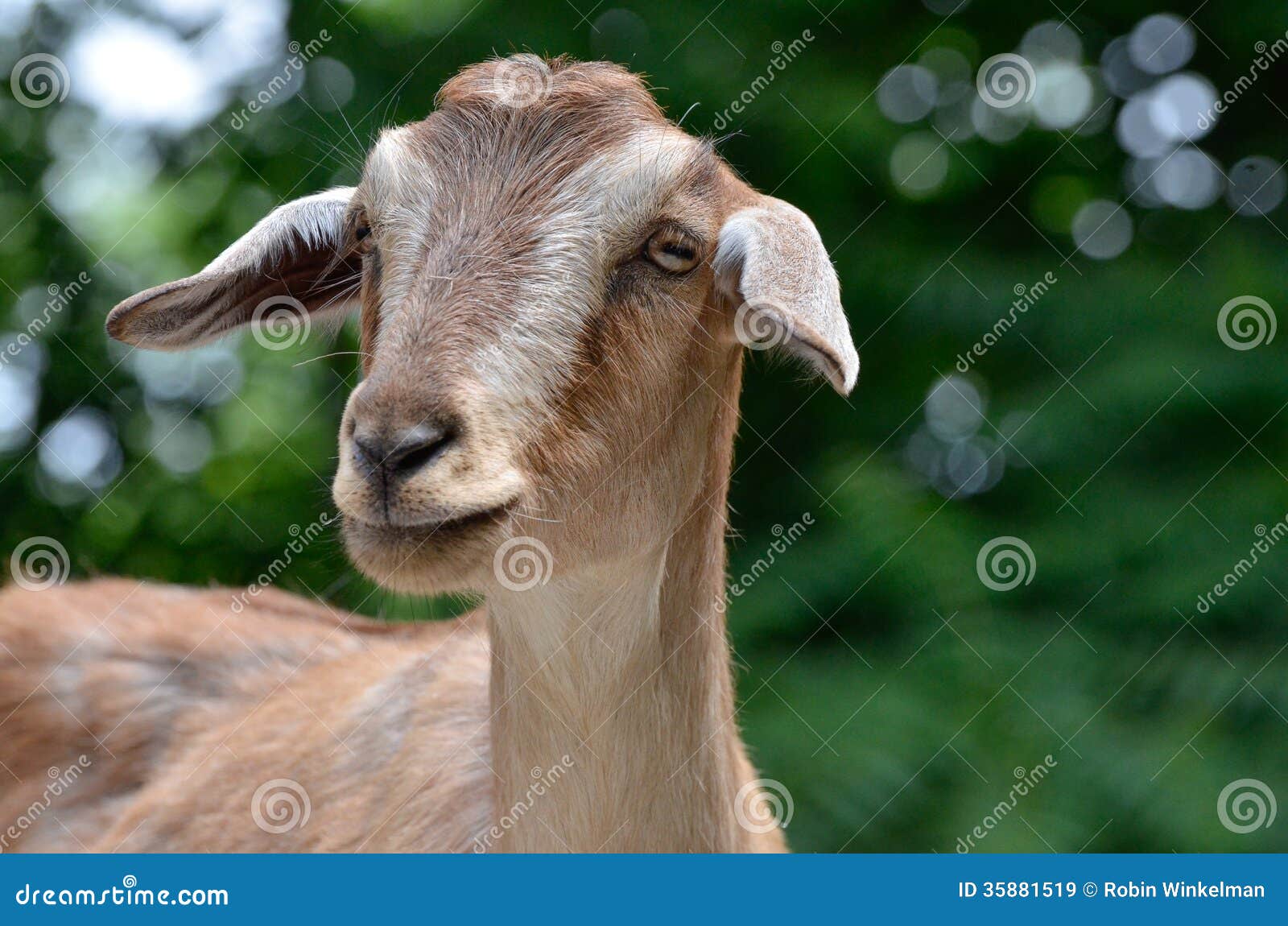 Tan goat stock image. Image of nose, face, brown, ears - 35881519