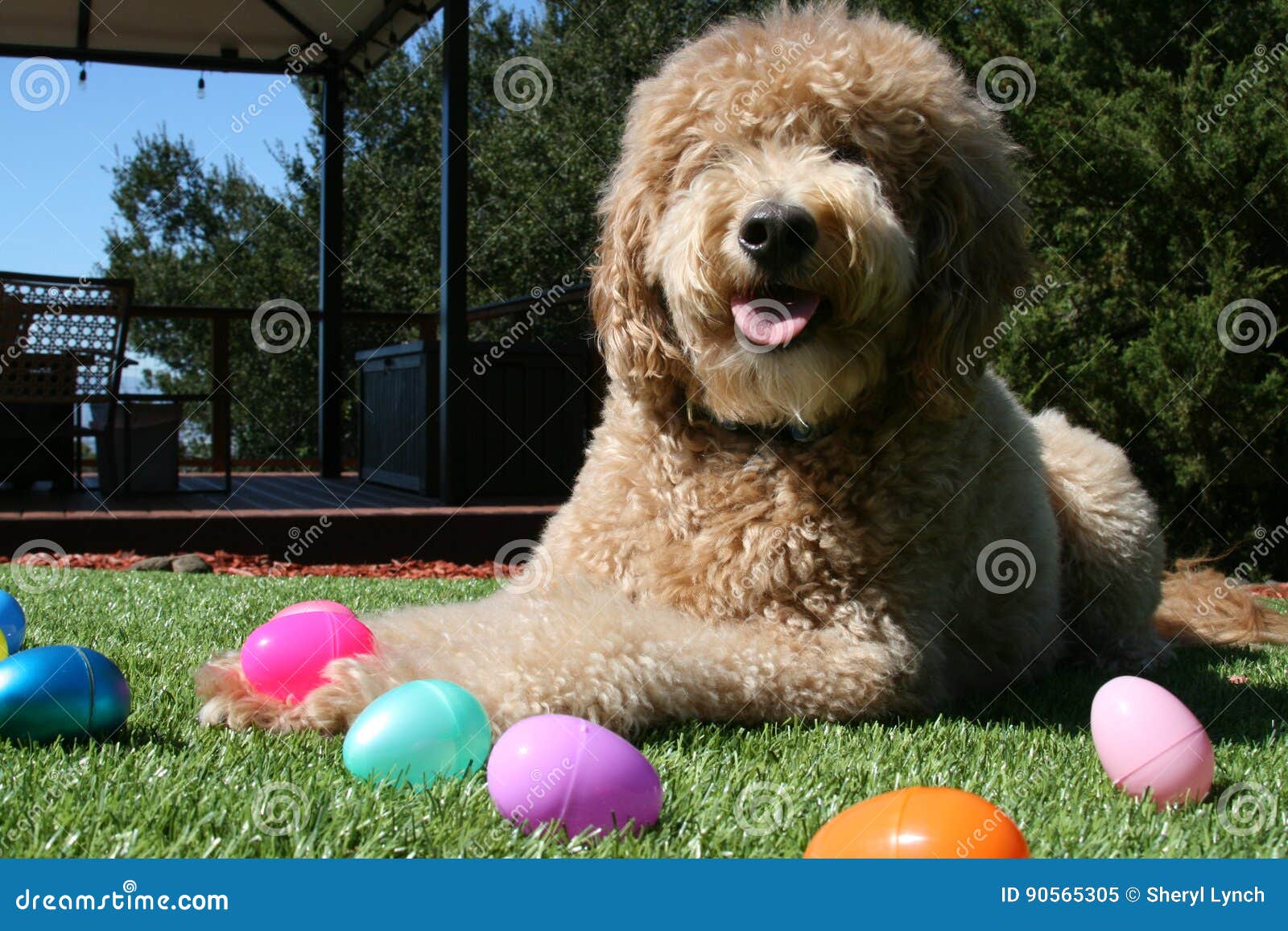 Tan Goldendoodle Dog with Easter Eggs Stock Image - Image of poodle ...