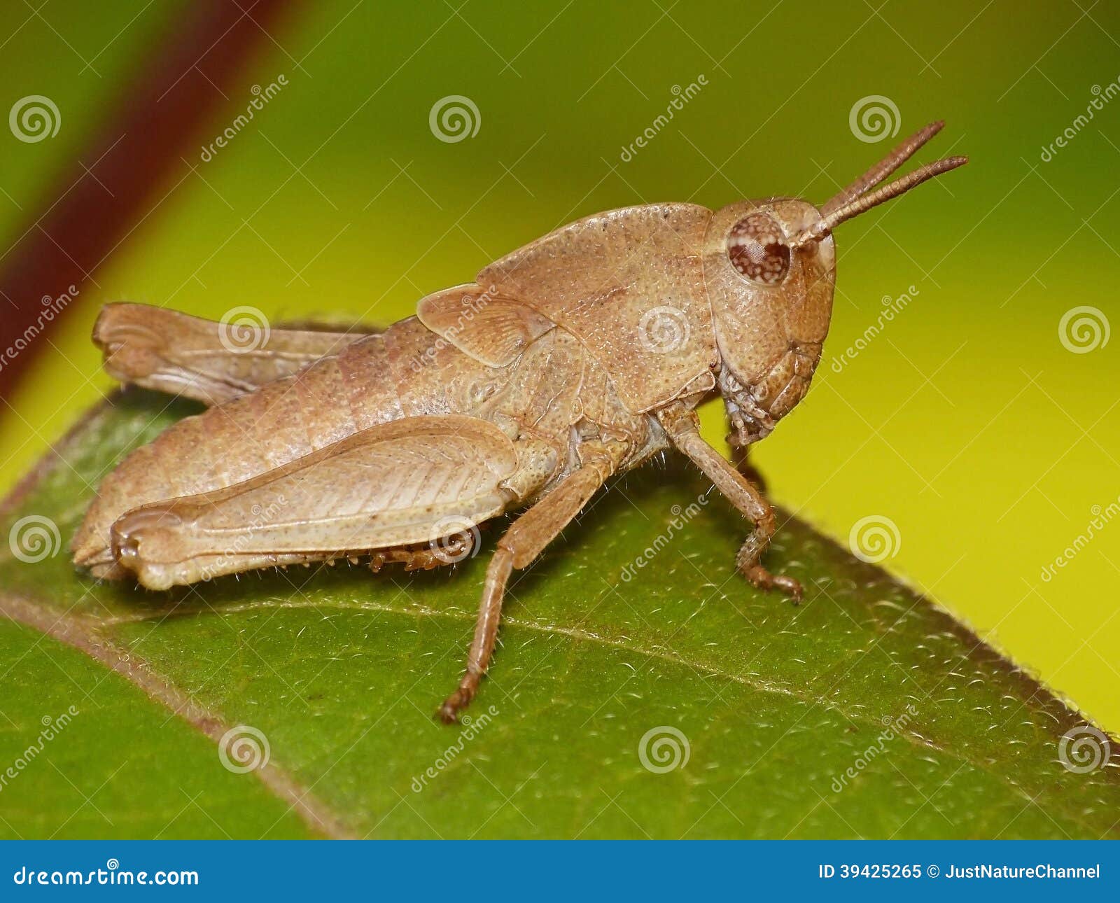 Tan Grasshopper on Green Leaf Stock Image - Image of closeup, macro: 39425265