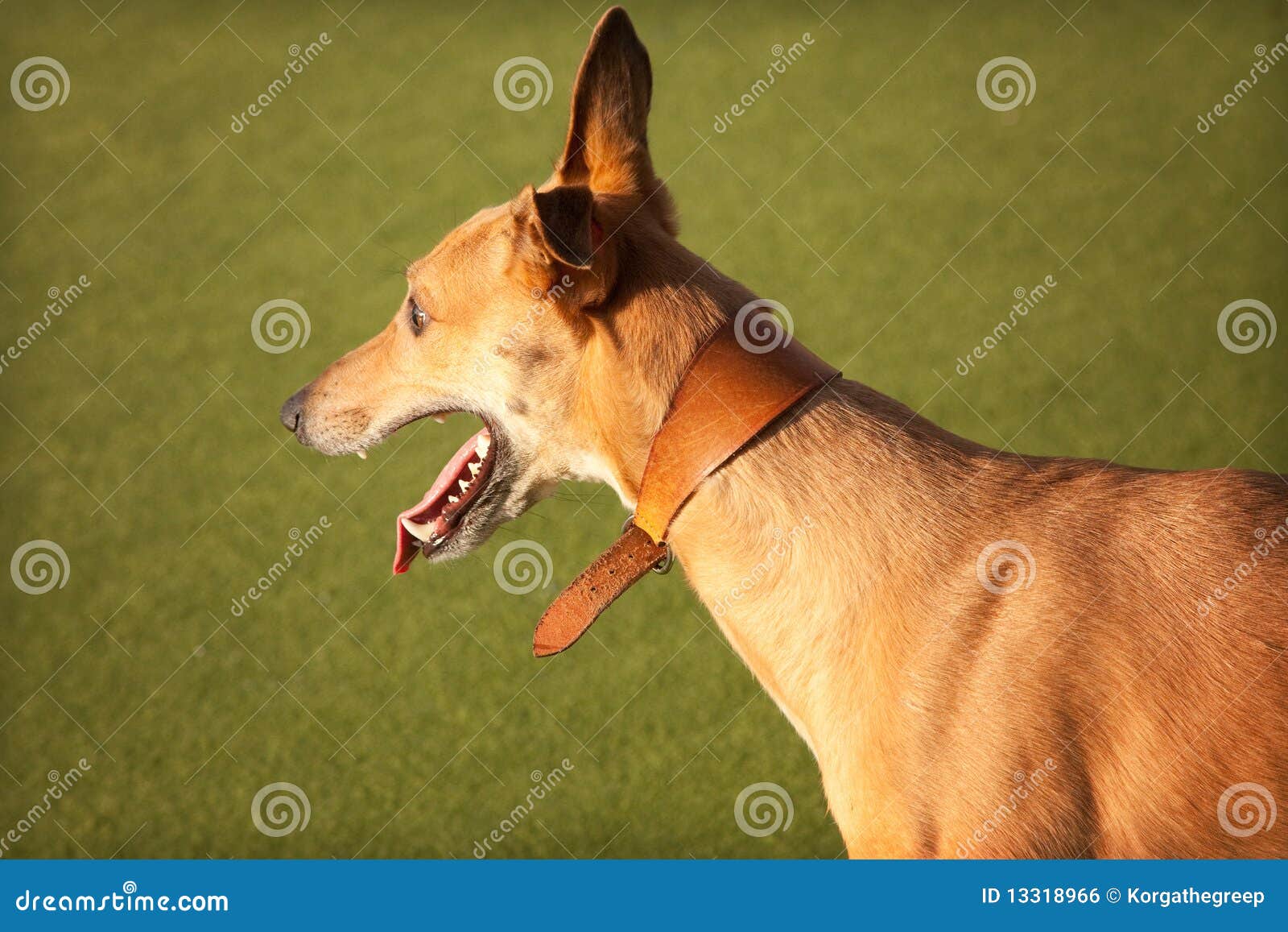 Tan Greyhound stock photo. Image of collar, field, walking - 13318966