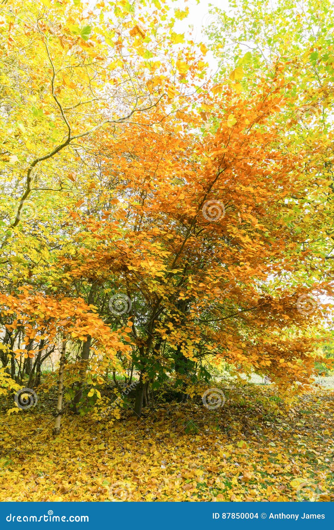 Tan leaves on a small tree stock photo. Image of tree - 87850004