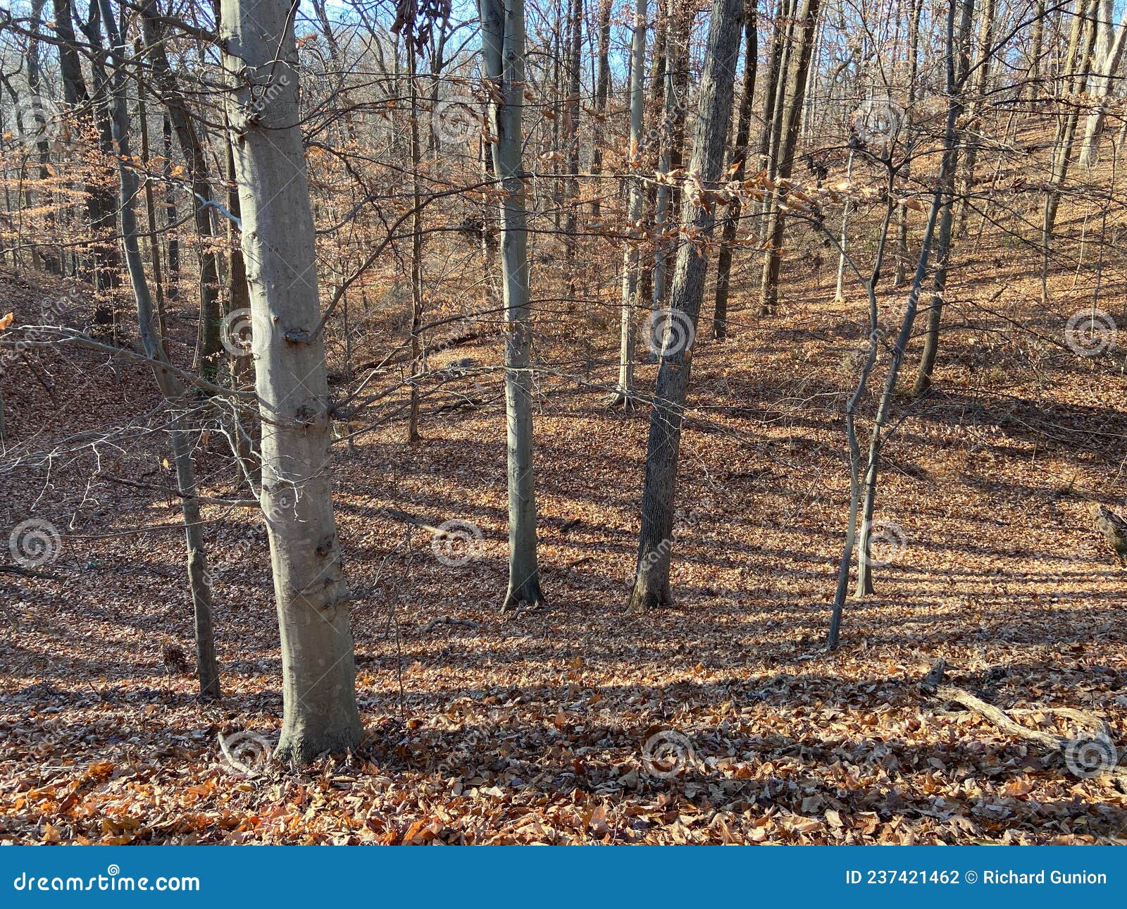 Tan Leaves and Trees in the Forest in December Stock Photo - Image of ...