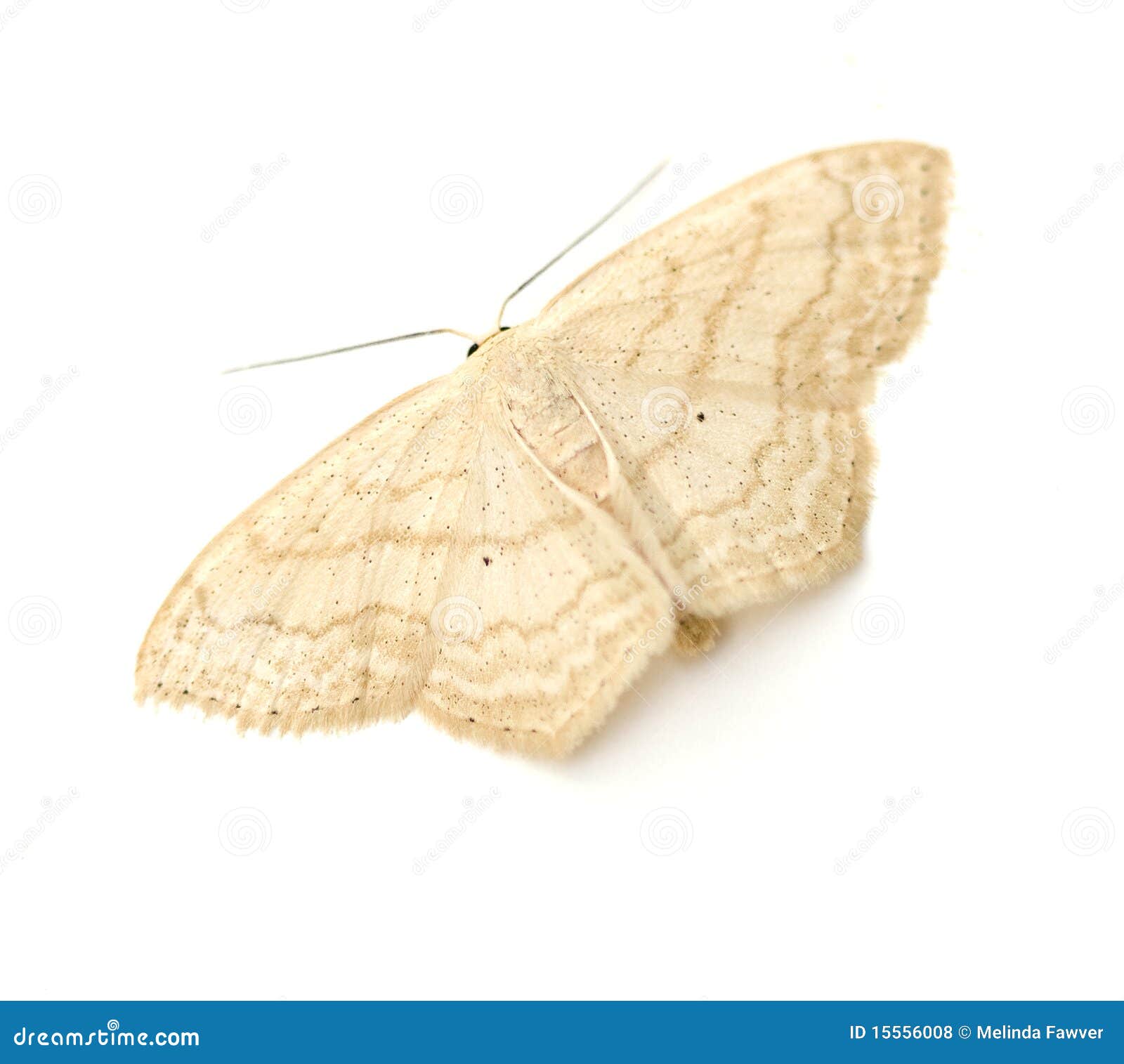Tan Moth stock photo. Image of large, beautiful, isolated - 15556008