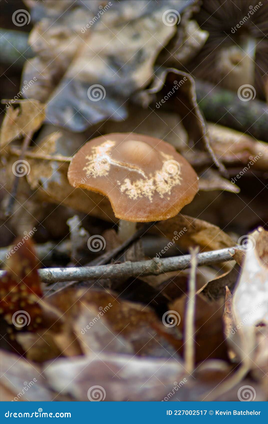Tan Mushroom in the Forest stock image. Image of isolated - 227002517