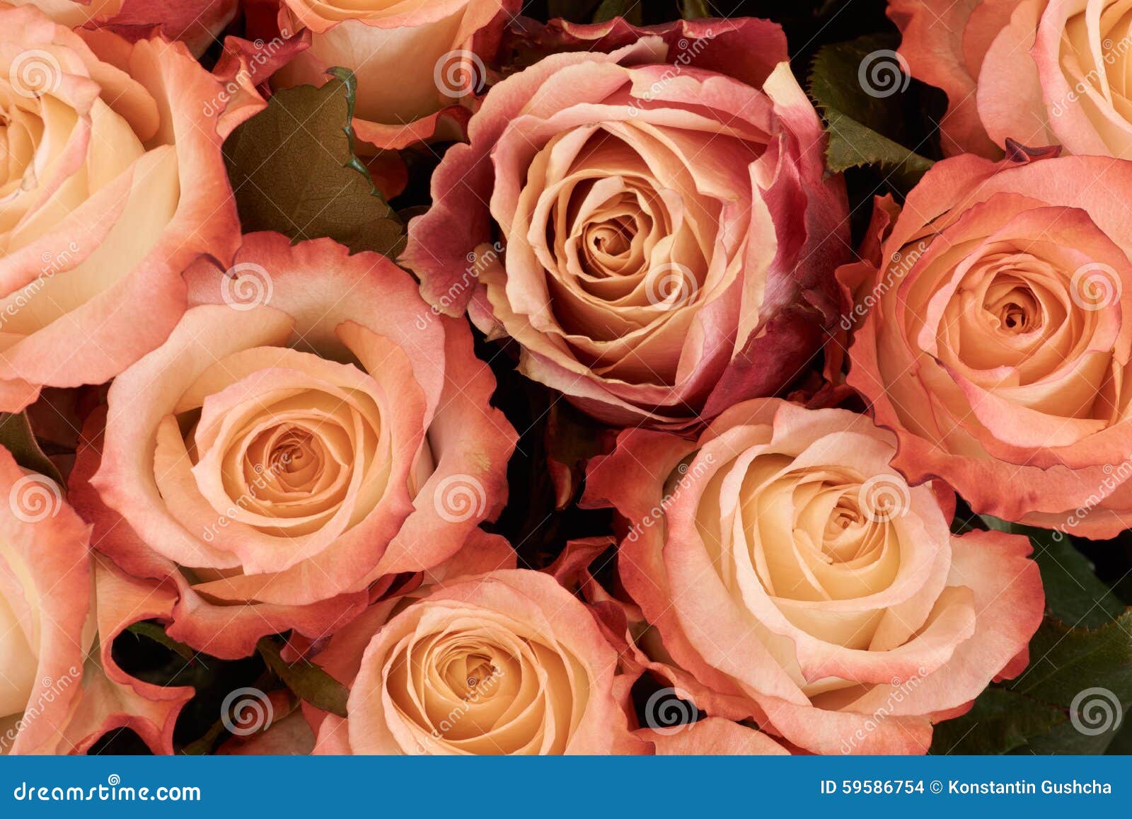 Tan and peach roses stock photo. Image of petal, closeup - 59586754